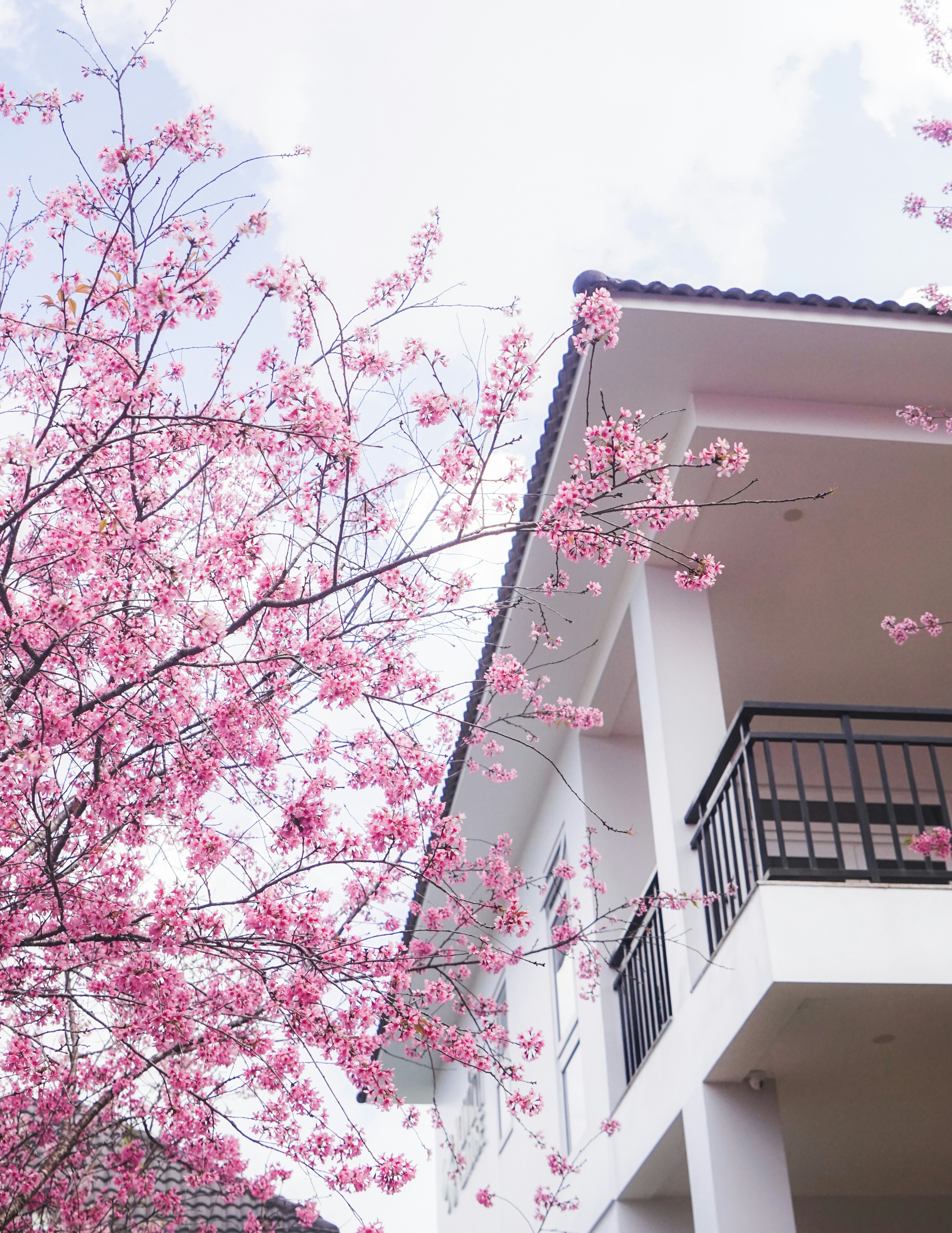 Cherry Blossom Balcony: Soft Pink Framing a Modern White Facade