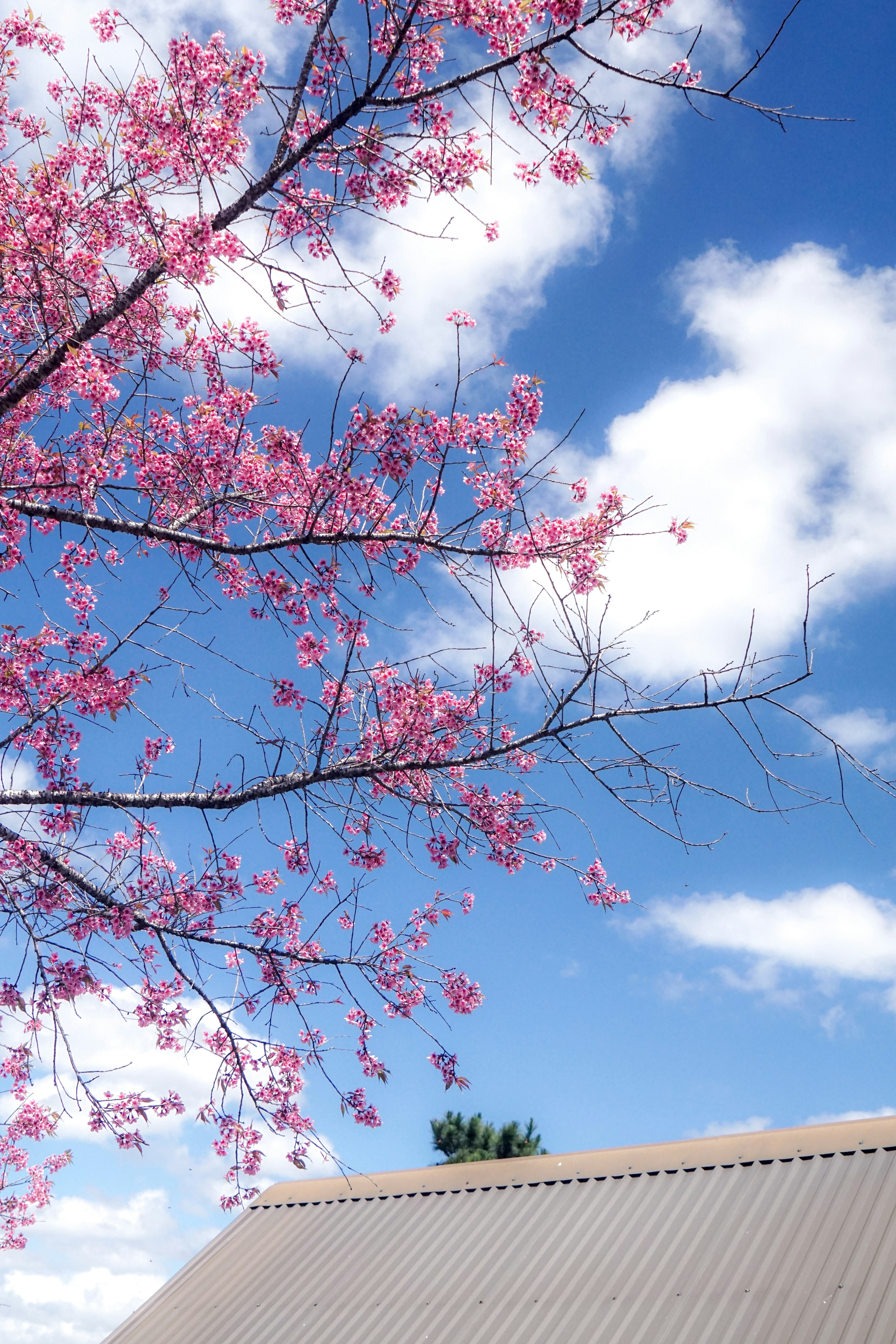 Blossoms Against a Kaiju Sky