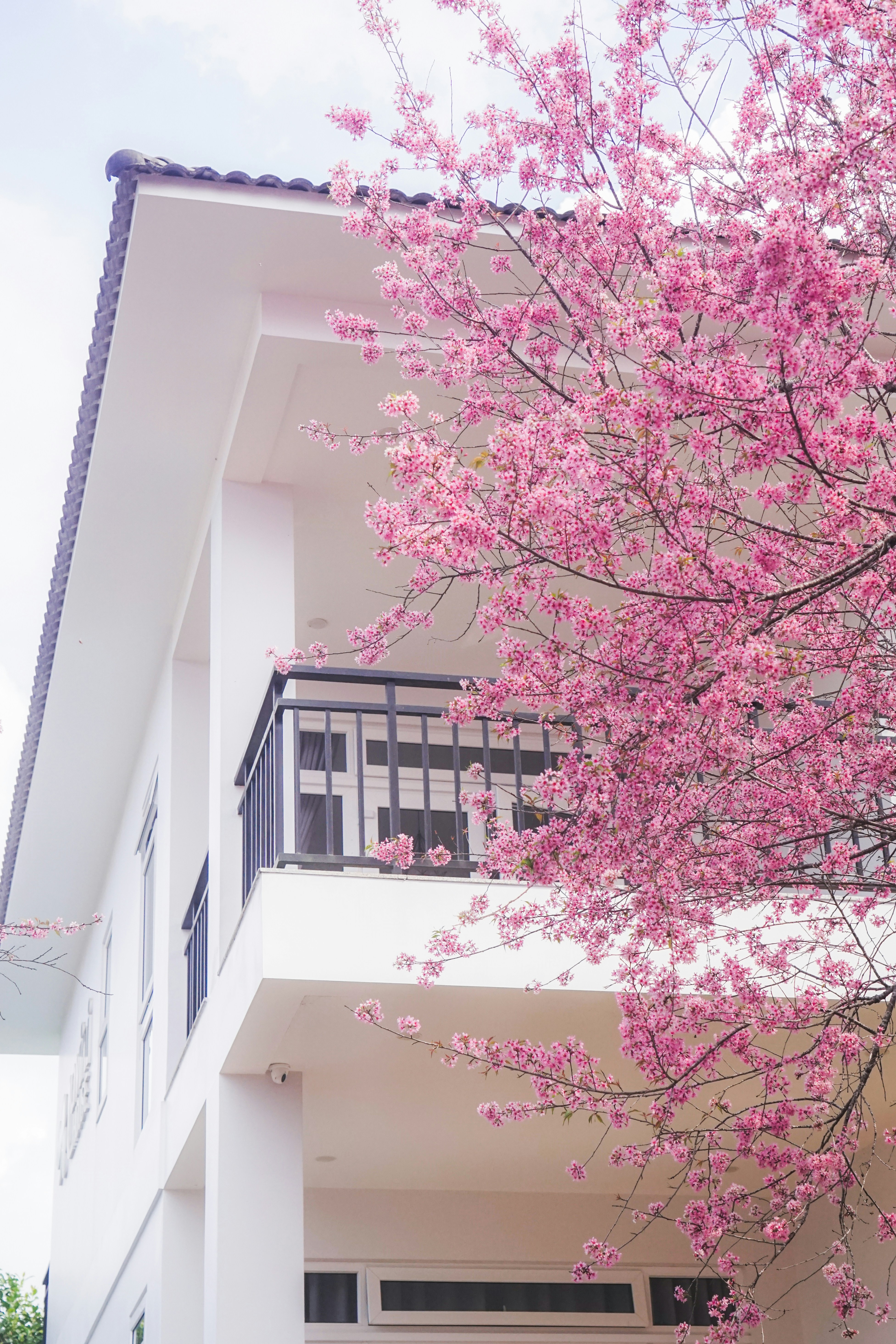 Pink Blossom Frame: Balcony View of a Modern Building