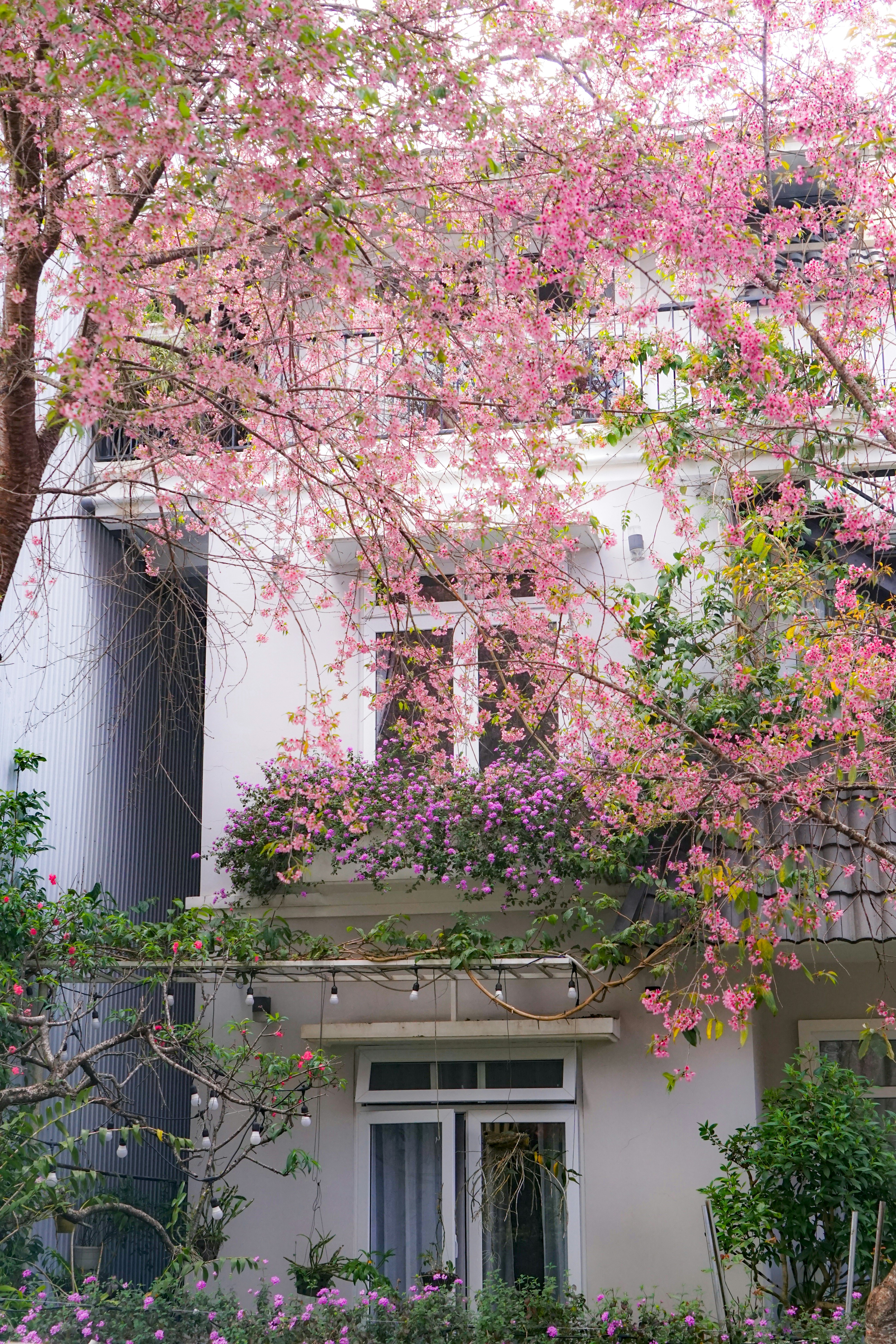 Blossoms on a Quiet Balcony Façade