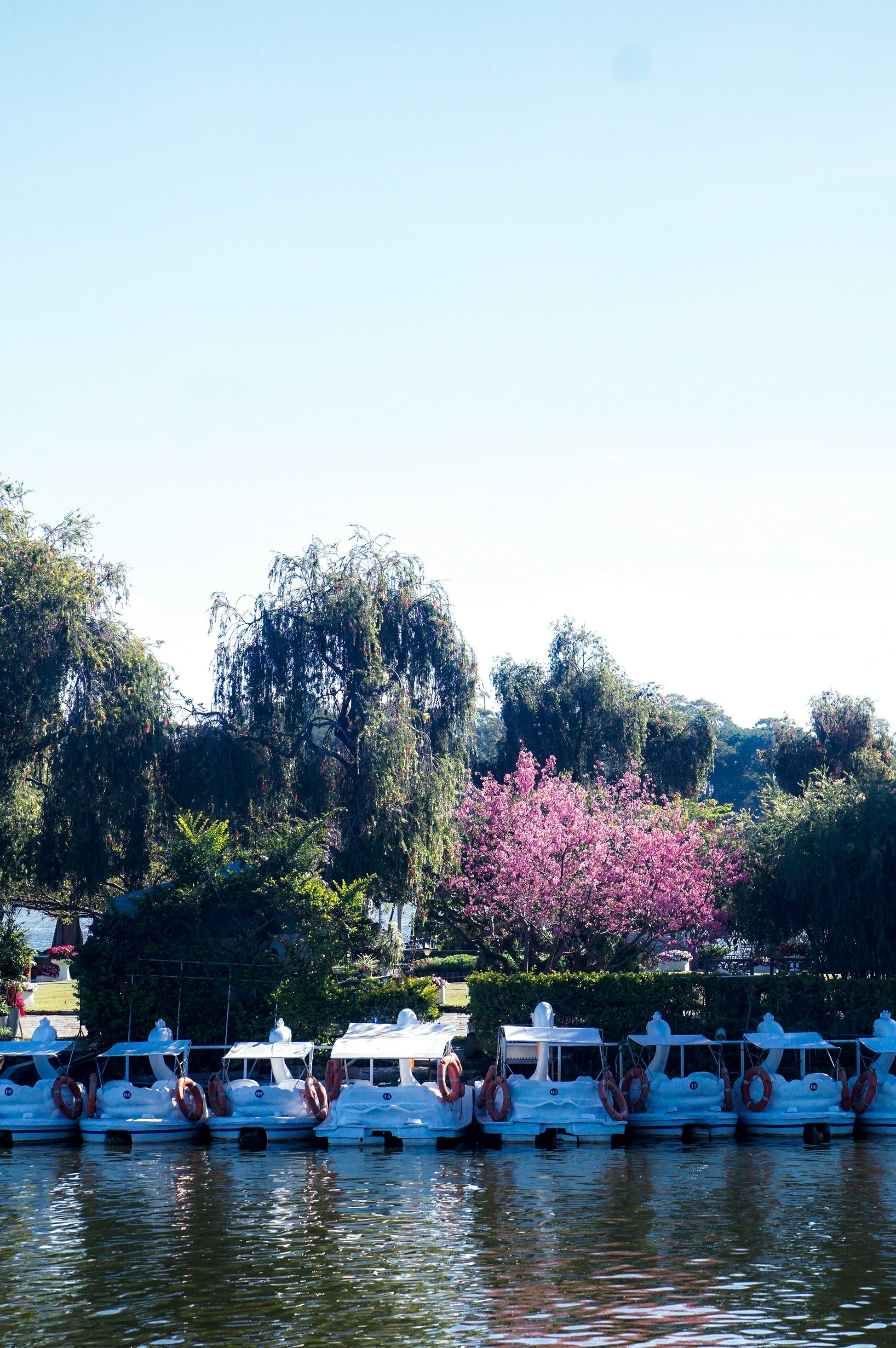 Rowboats at Calm Lakeside with Pink Blossoms