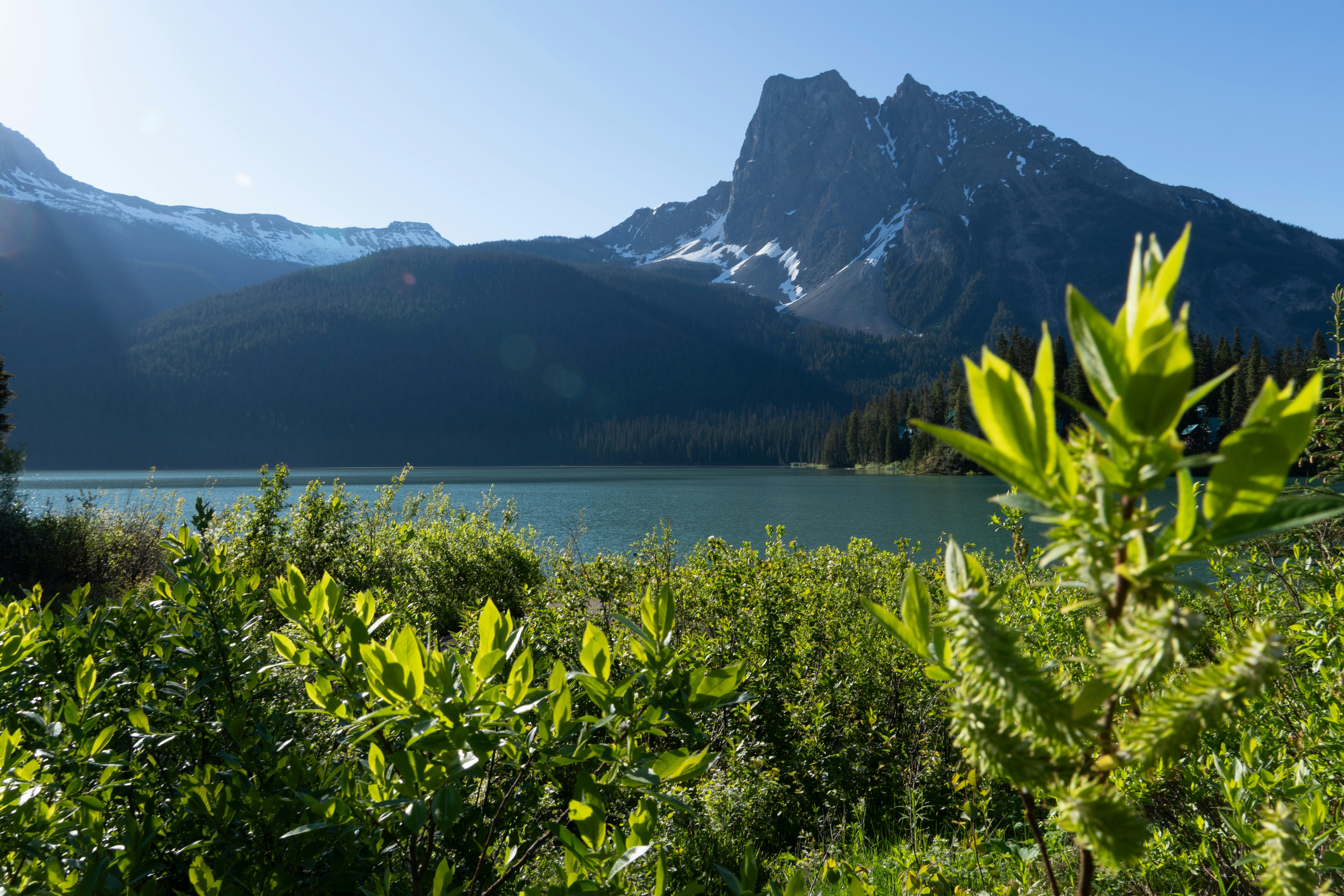 Emerald Lake Frontage: Alpine Reflections Beyond the Ferns