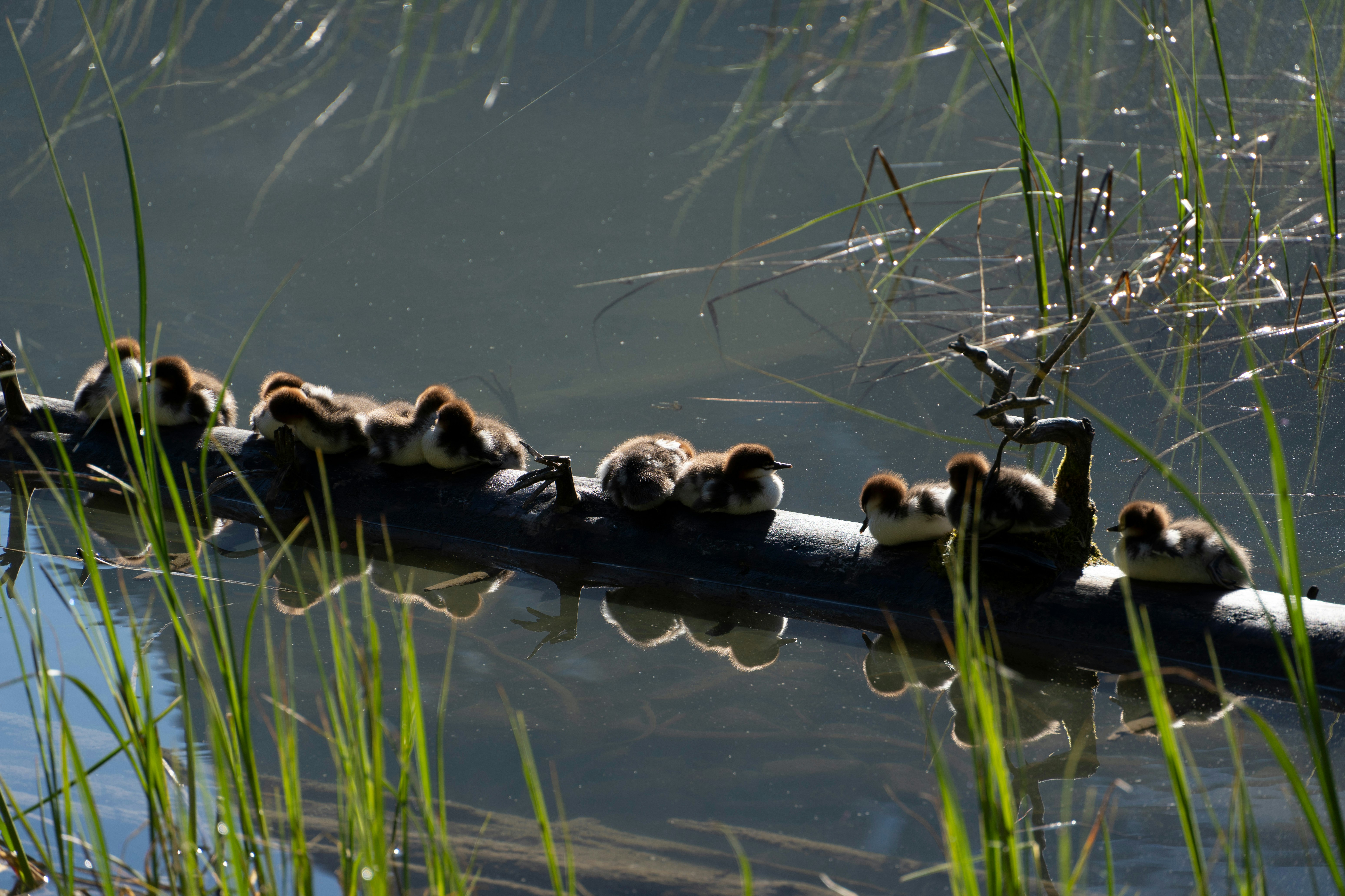 A Line of Sleepy Ducklings on a Narrow Log