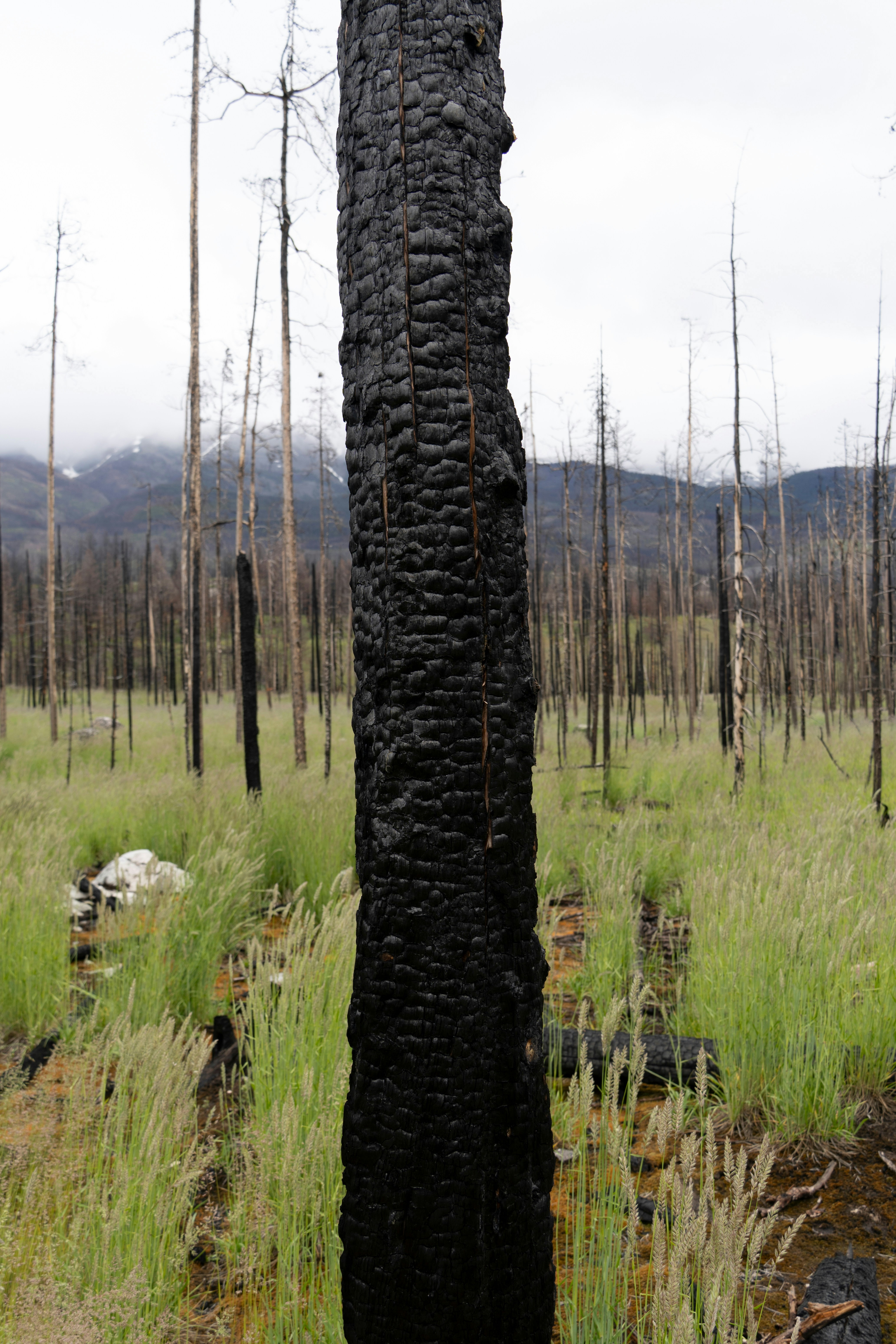 Charred Sentinel: A Lone Tree Stands Amid a Forest of Remembrance