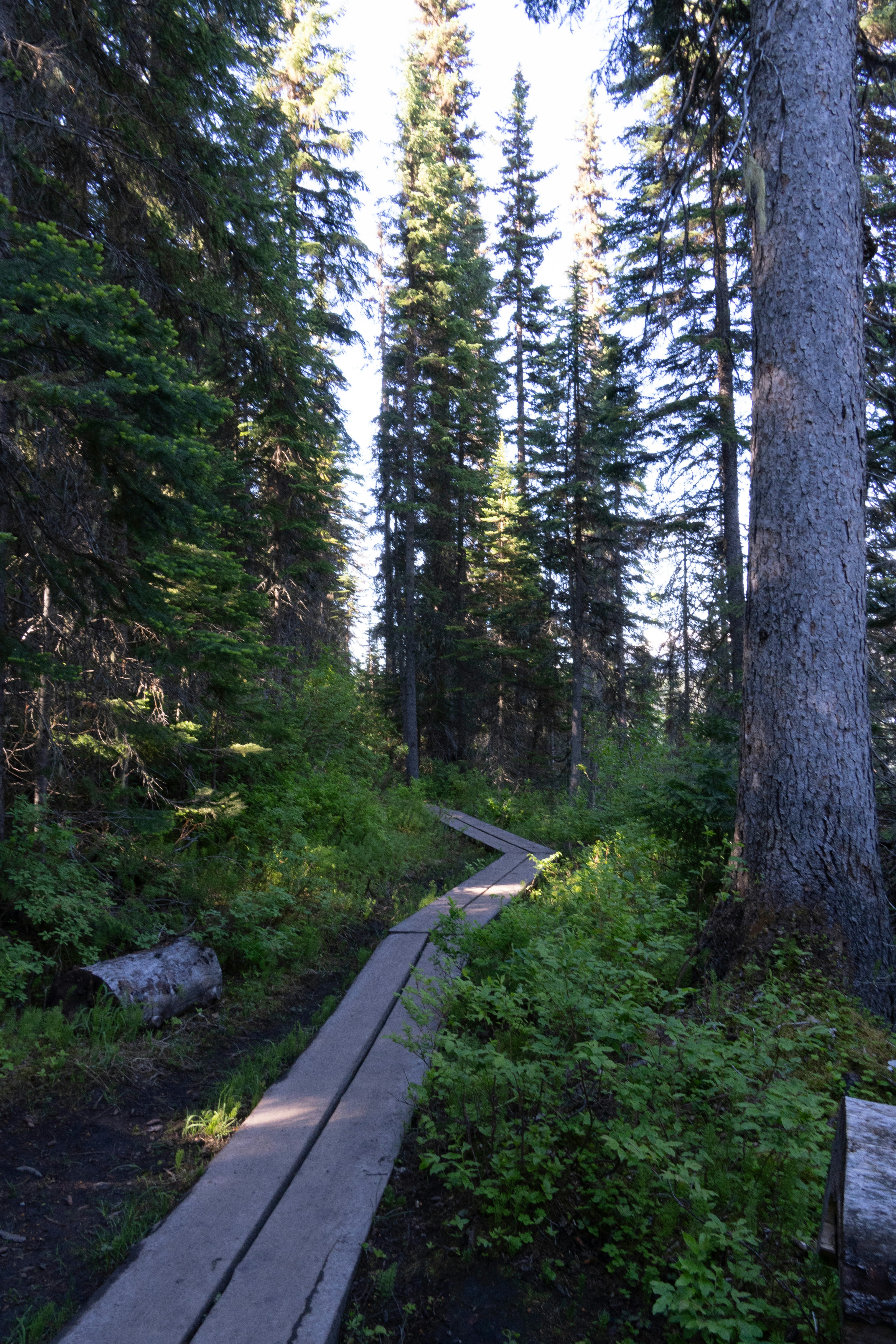 Wooden Boardwalk Through a Sunlit Conifer Path