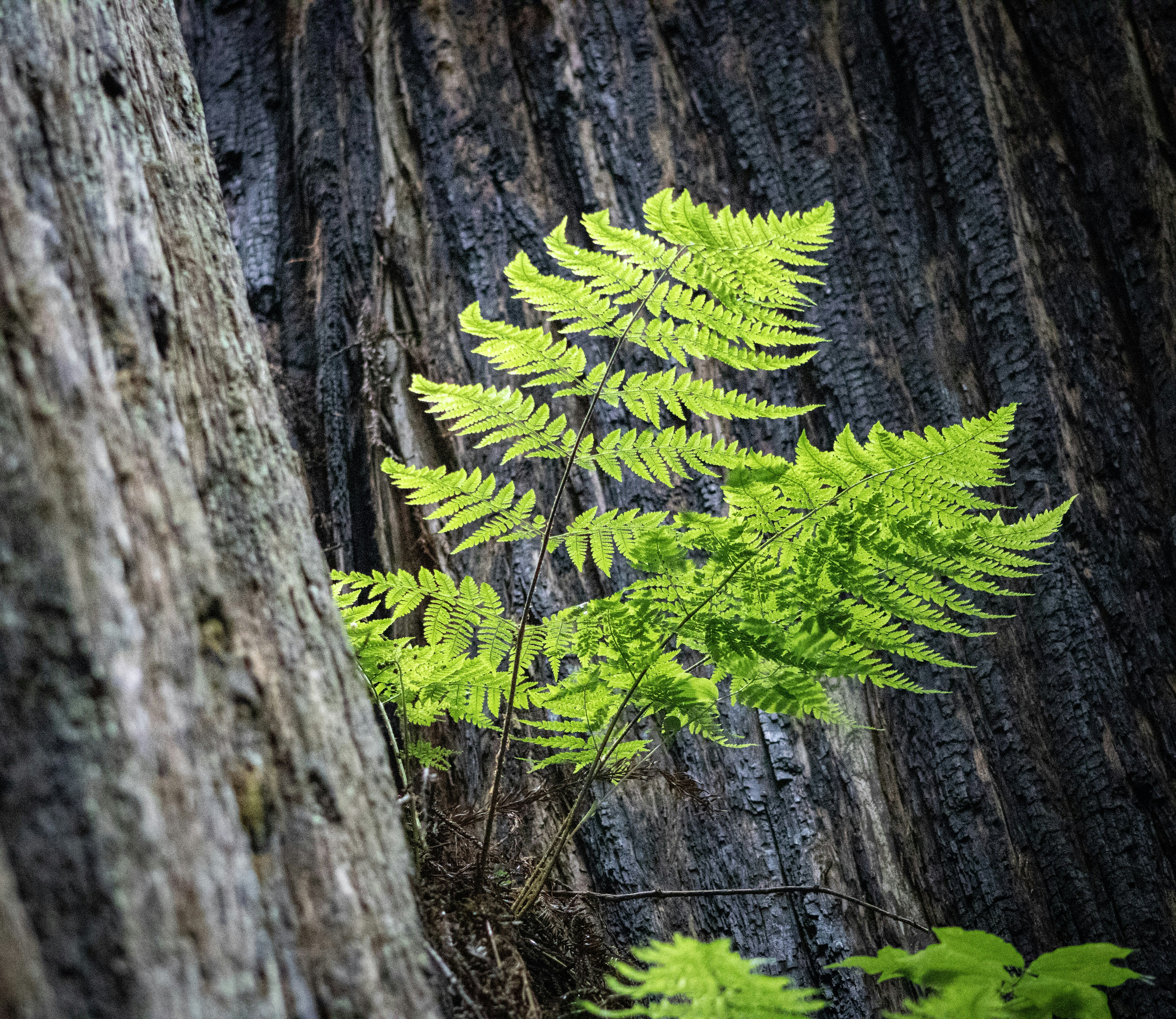 Emerald Fern Against Weathered Bark