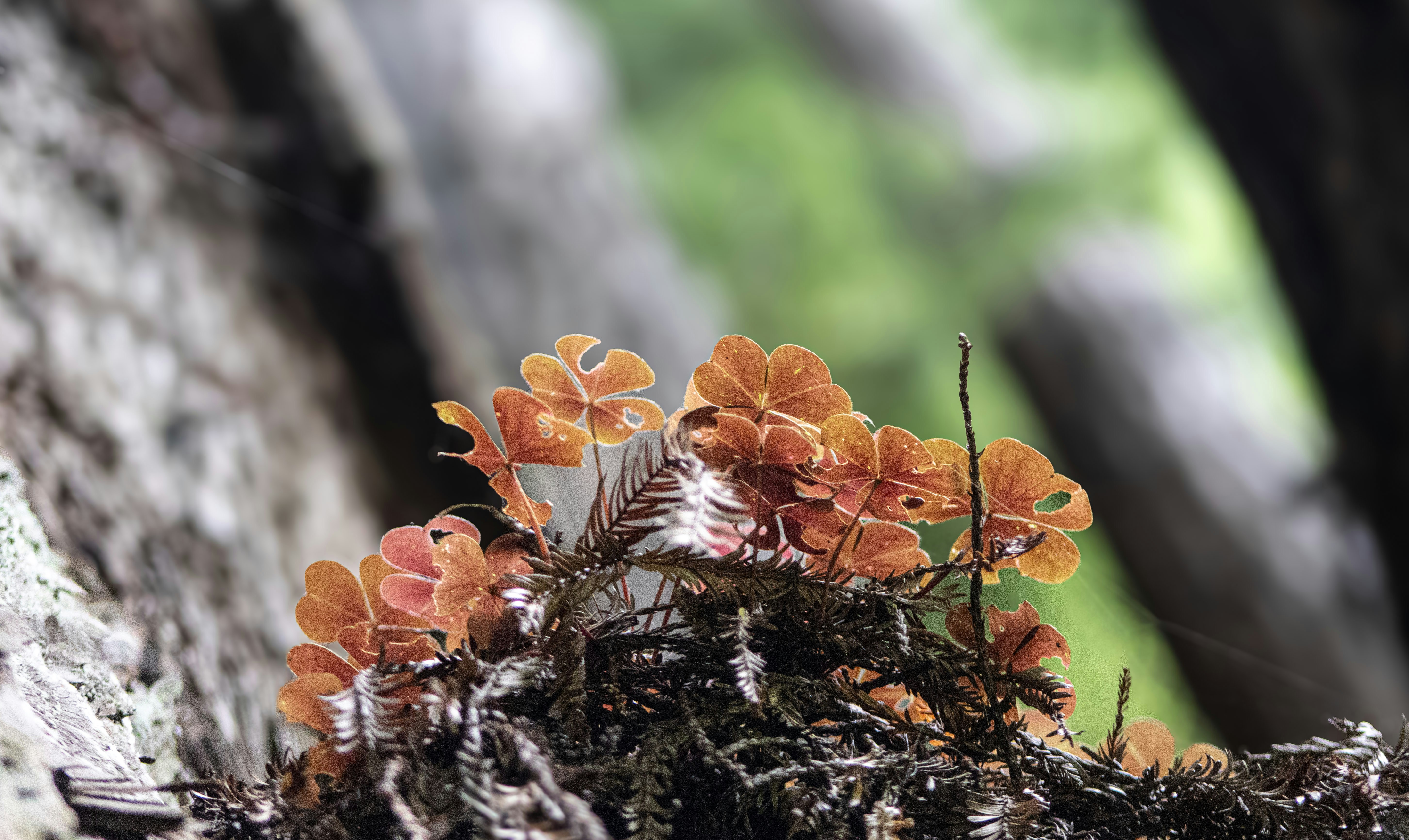 Orange-lacquered Ferns Reaching Through Moss at the Forest Edge