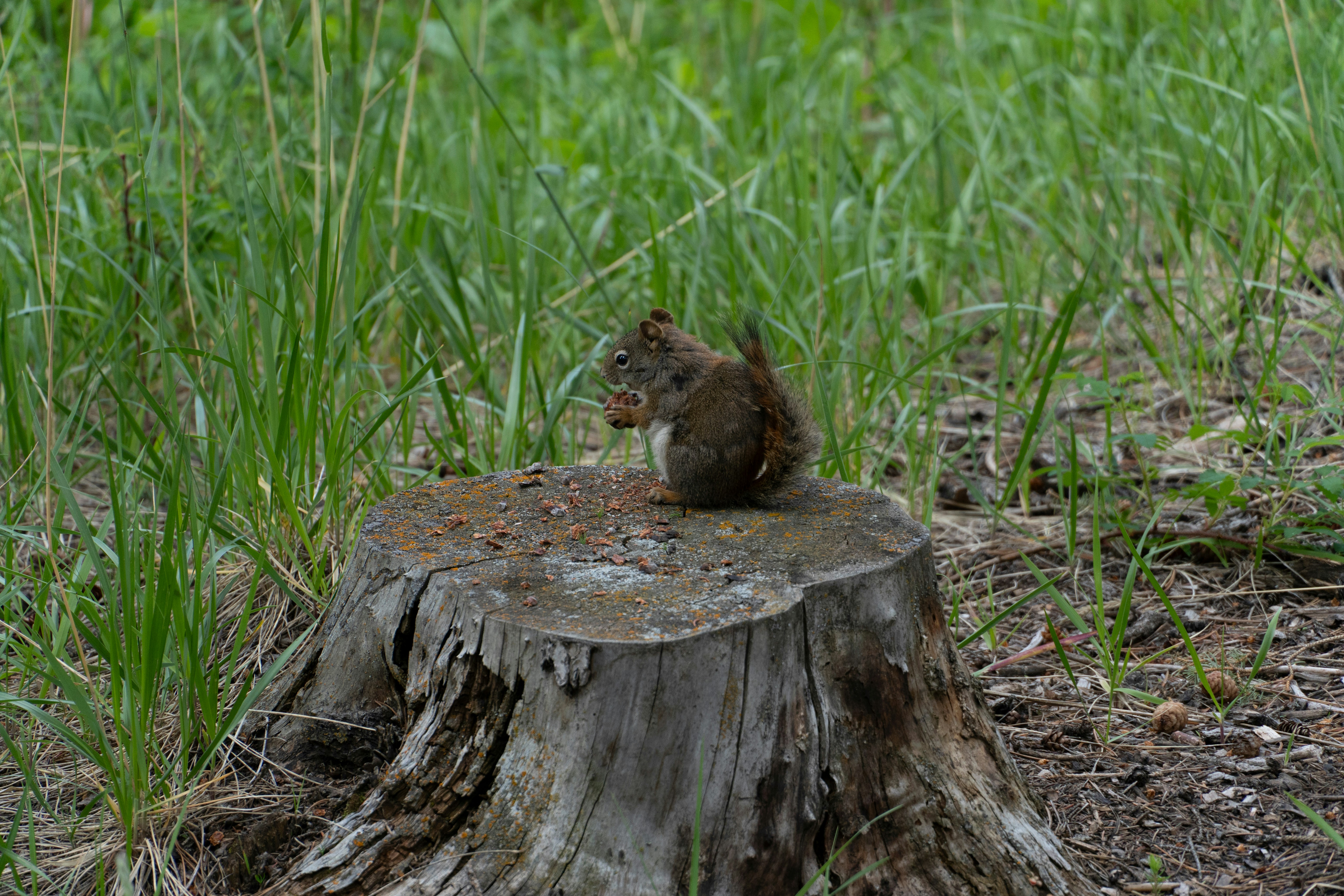 Squirrel on a Weathered Log Stump under Grassy Canopy