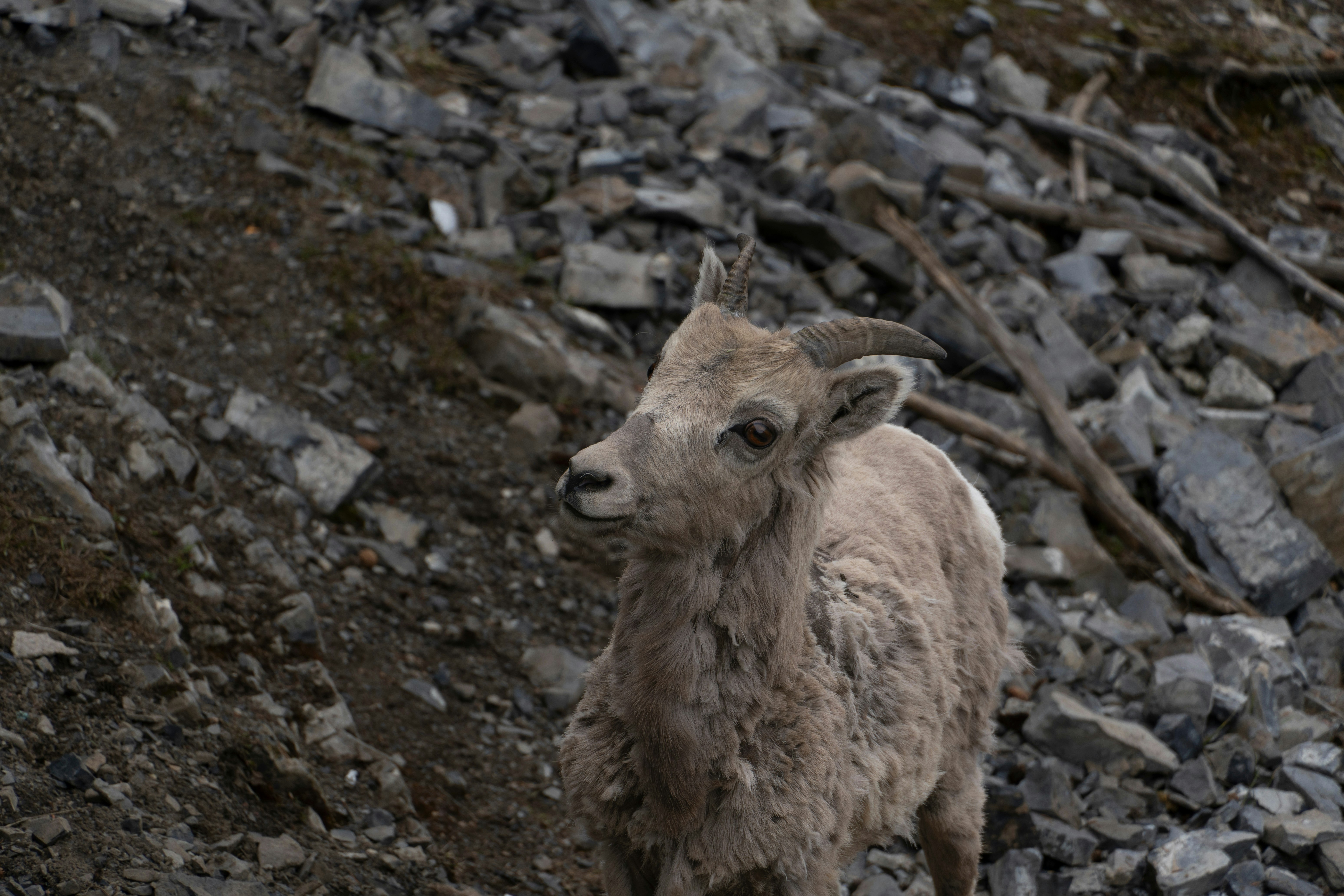 Young Alpine Goatlet Amidst Gravel and Debris