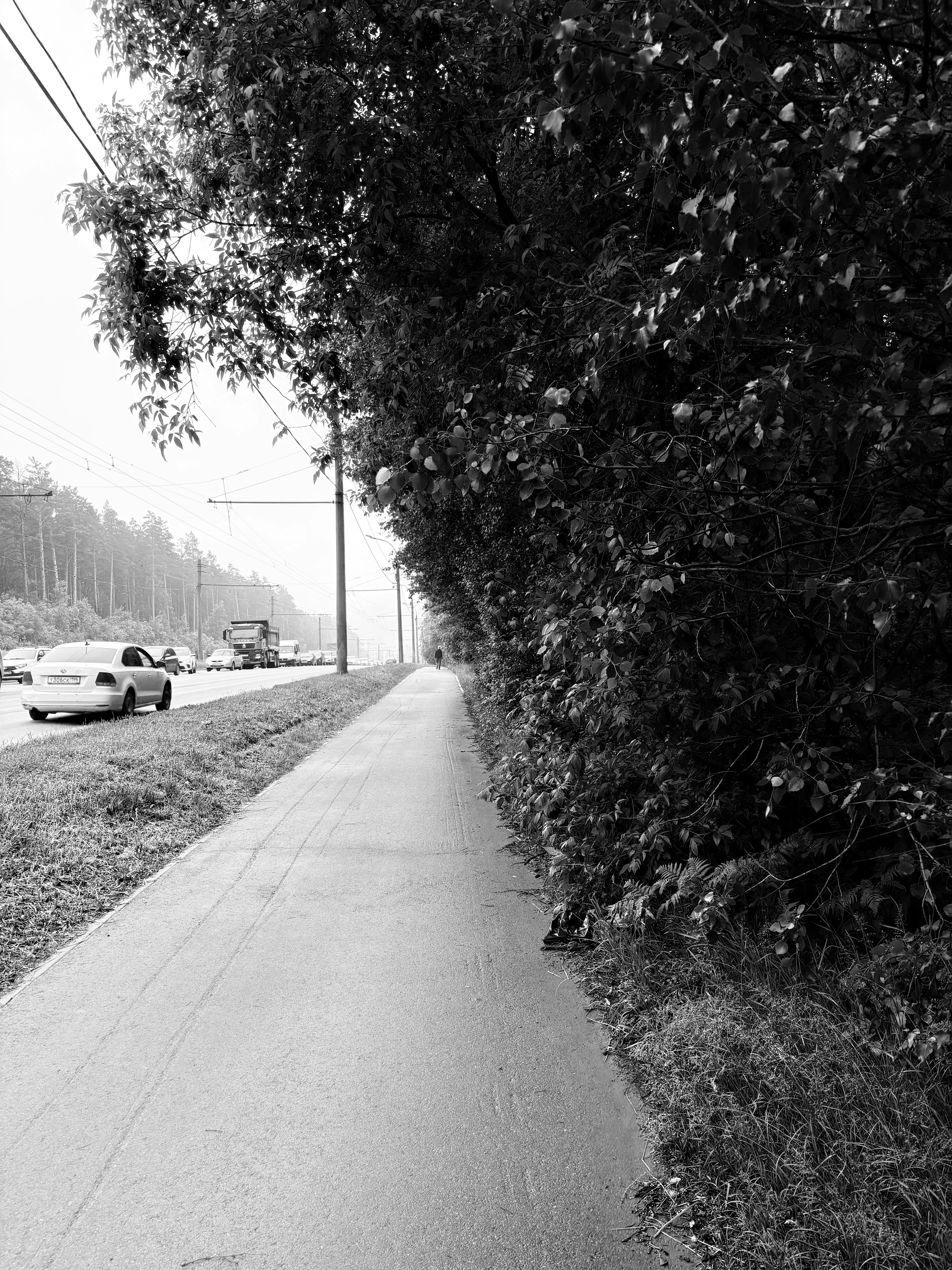 Lonely Boulevard: Tree Line and Quiet Sidewalk in Monochrome