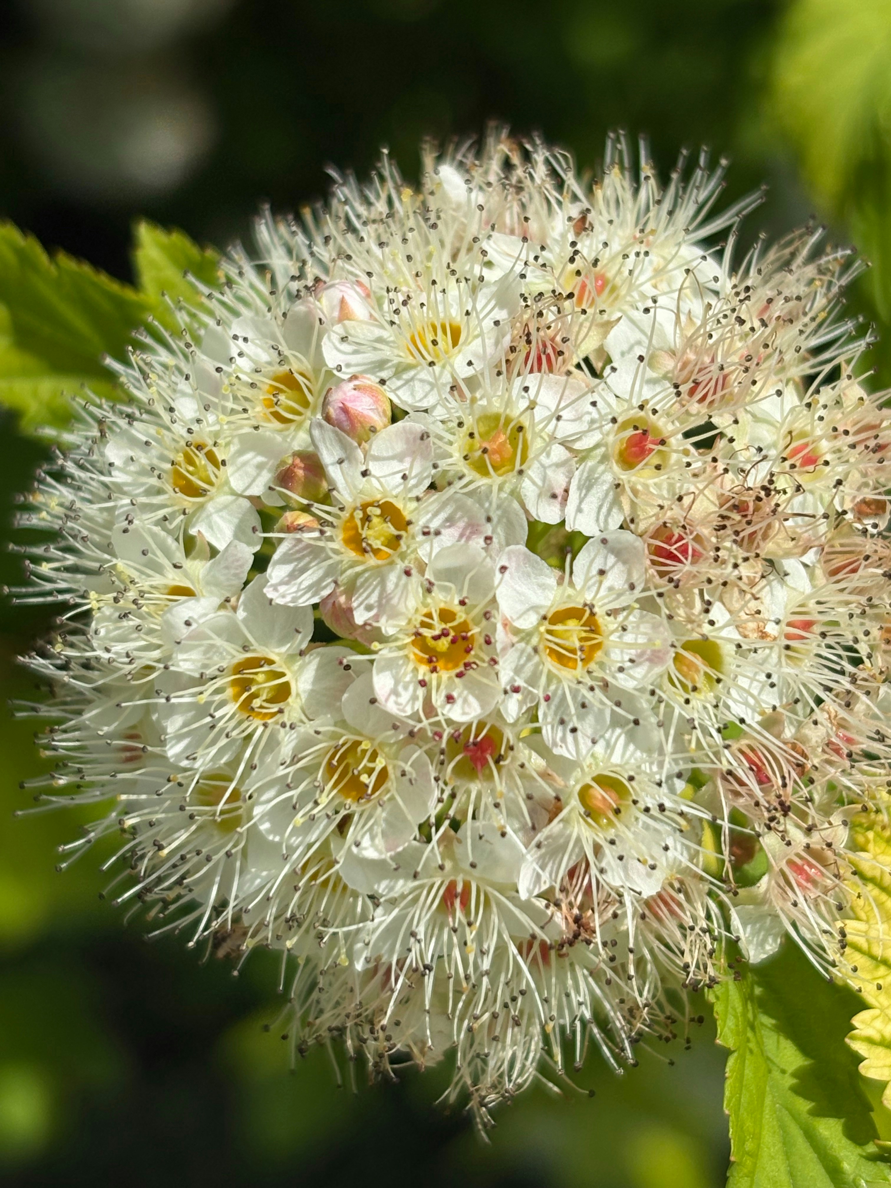 Spiky White Bloom Constellation