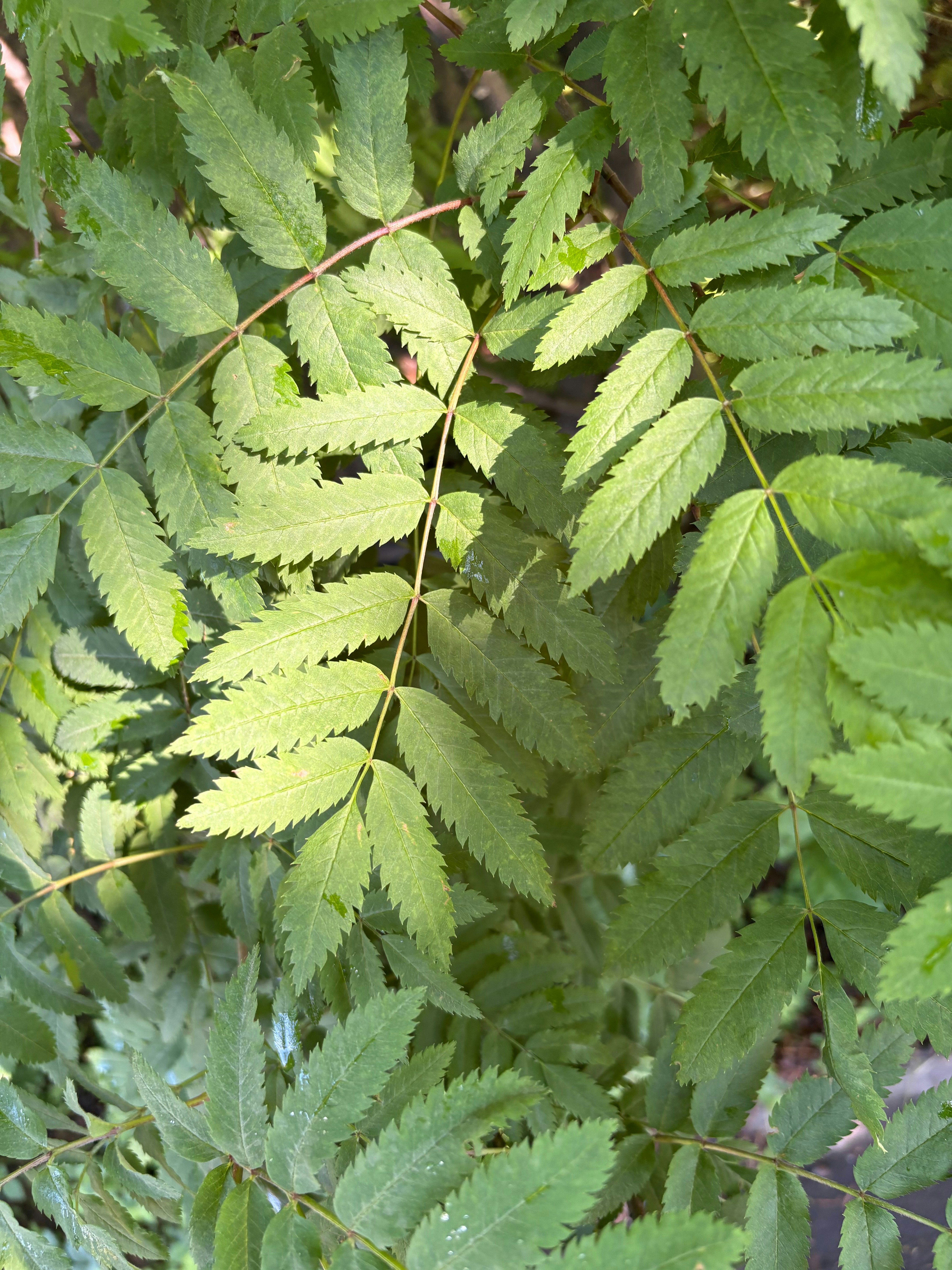 Fern Fronds in Soft Light: A Close-Up of Leaflet Edges