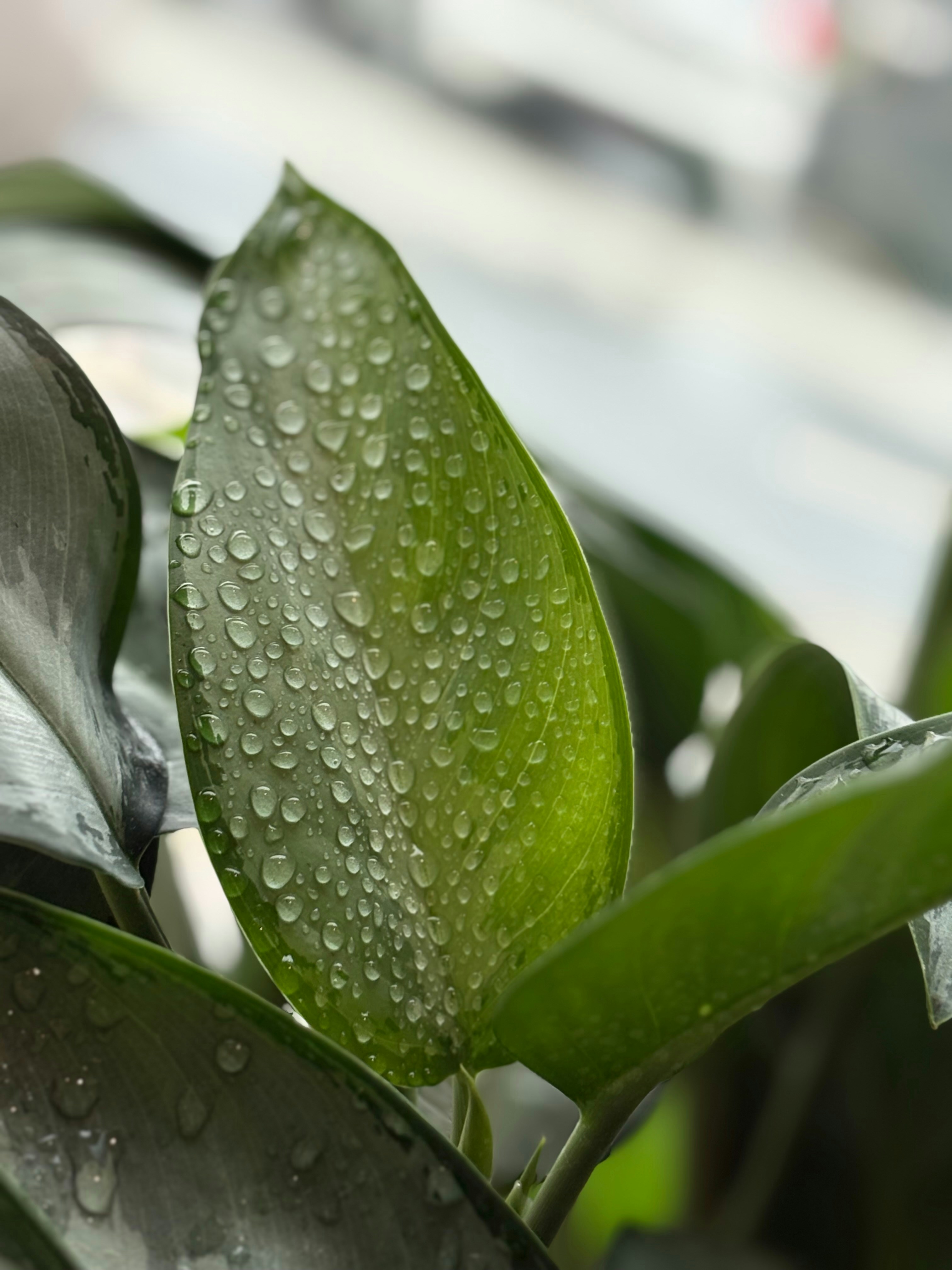 Dew-kissed Leaf in Quiet Focus