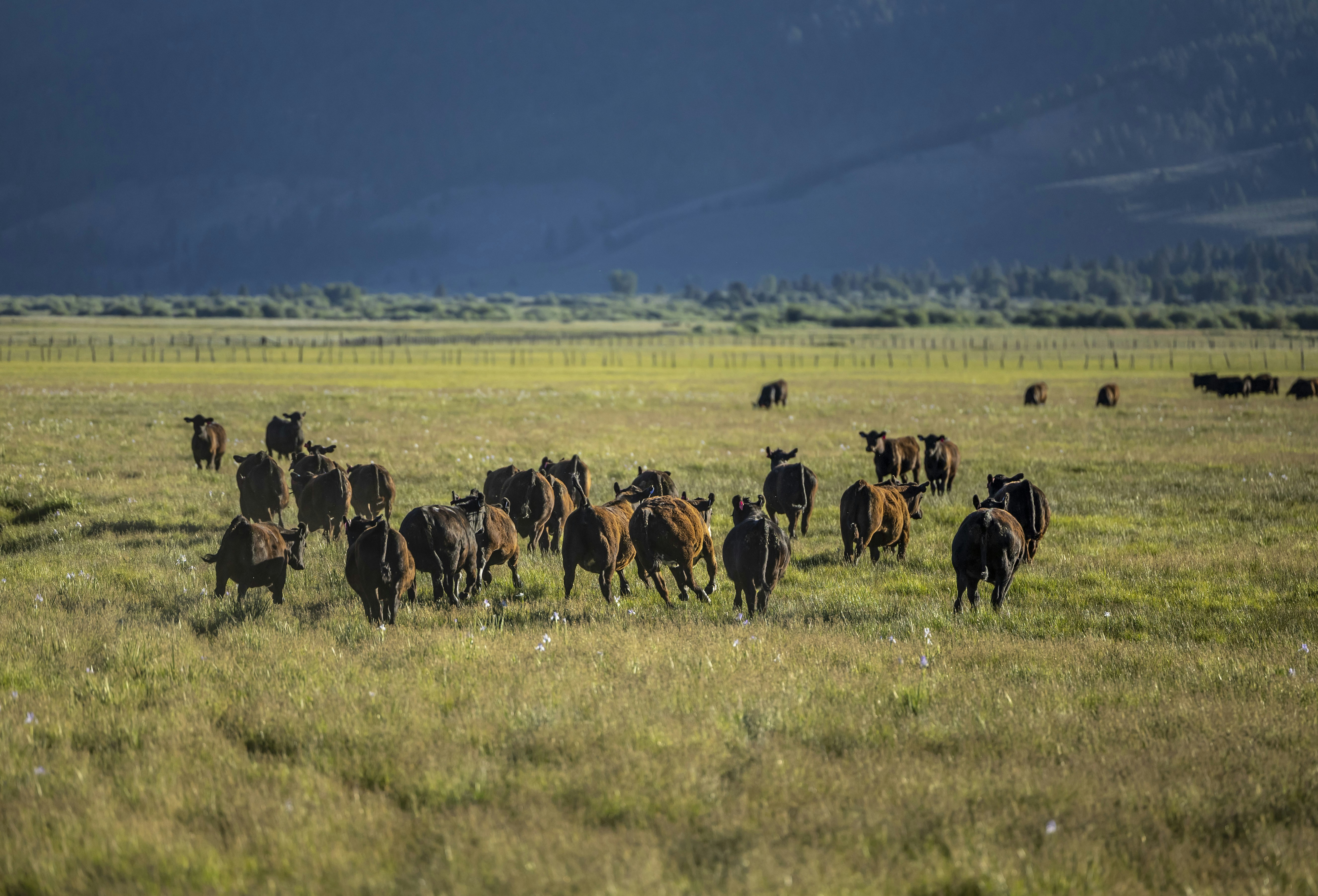 Herd in Golden Grass under Mountain Veil