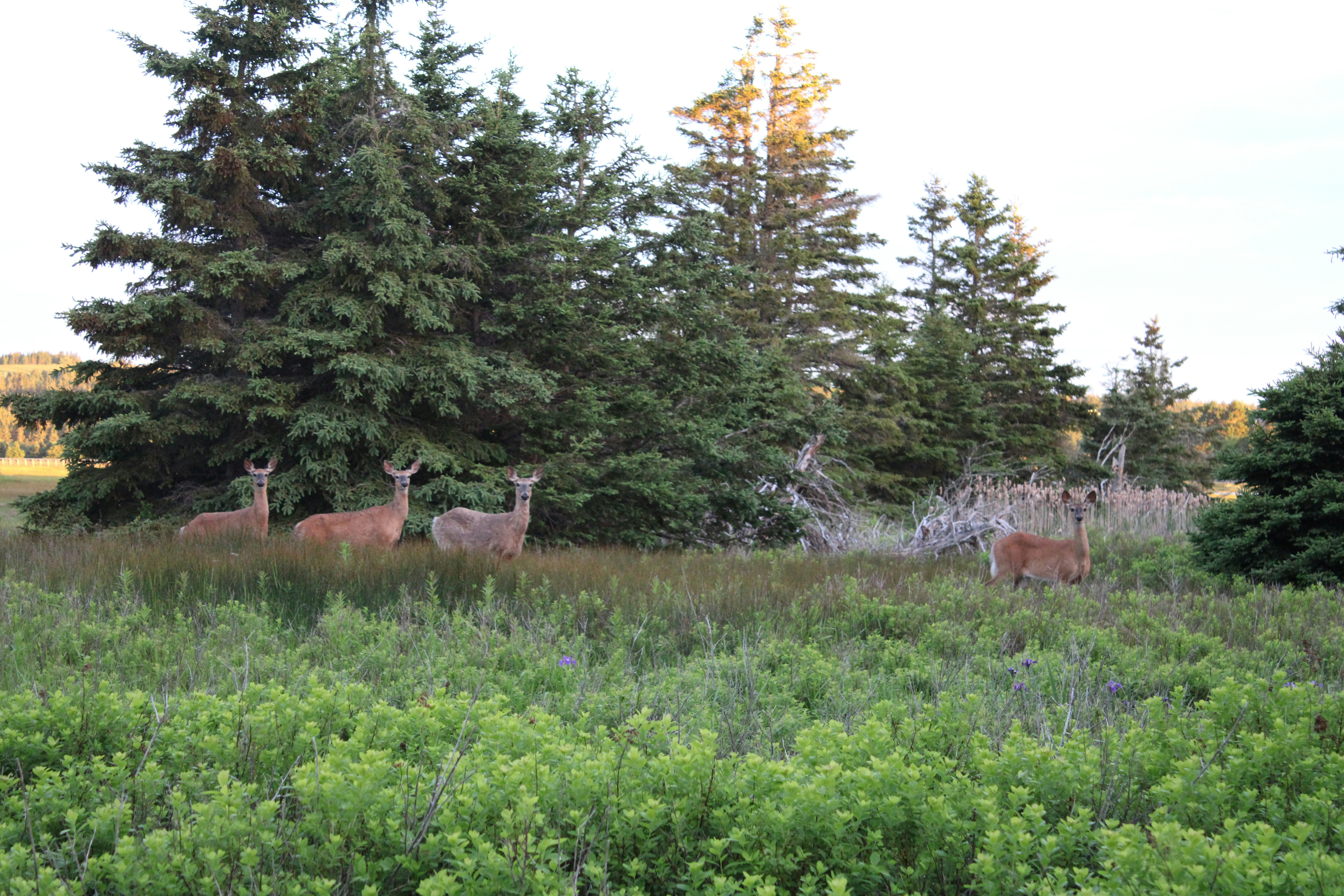 A Quiet Herd: Deer Halting Amid Sunlit Pines