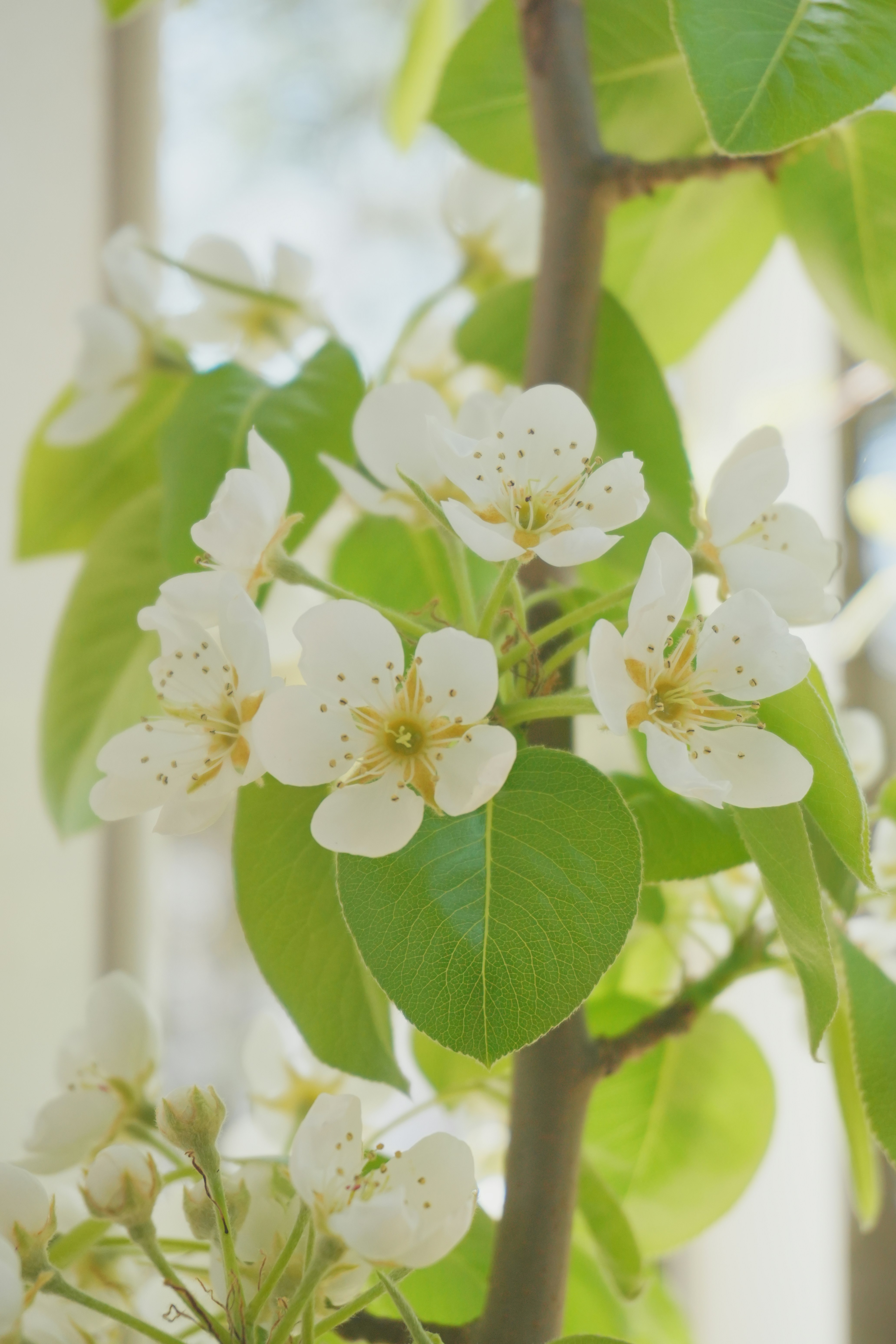 Blooming Pearicherry Orchard: White Blossoms on a Sunlit Branch