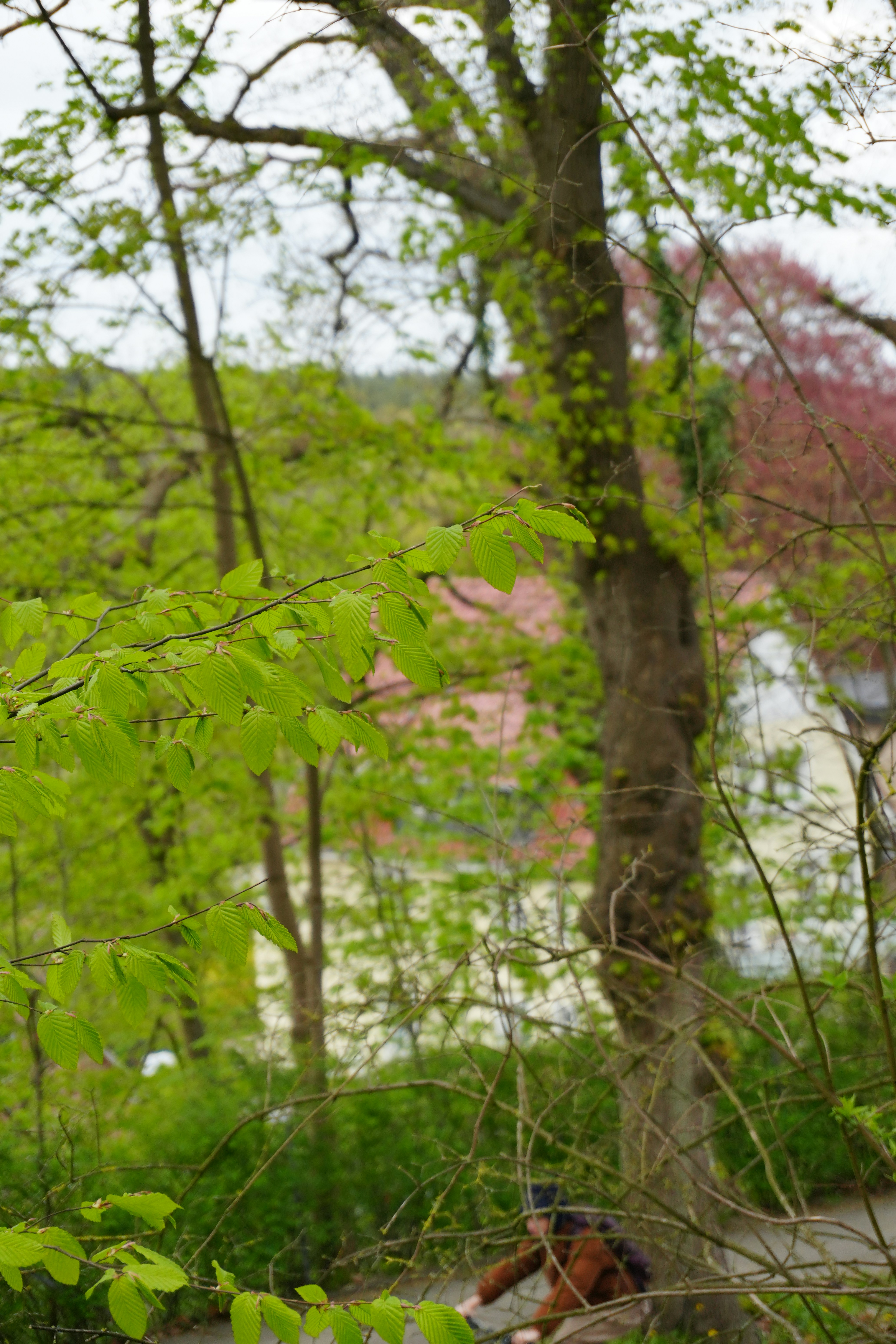 Emerald Branches and Hidden Figures