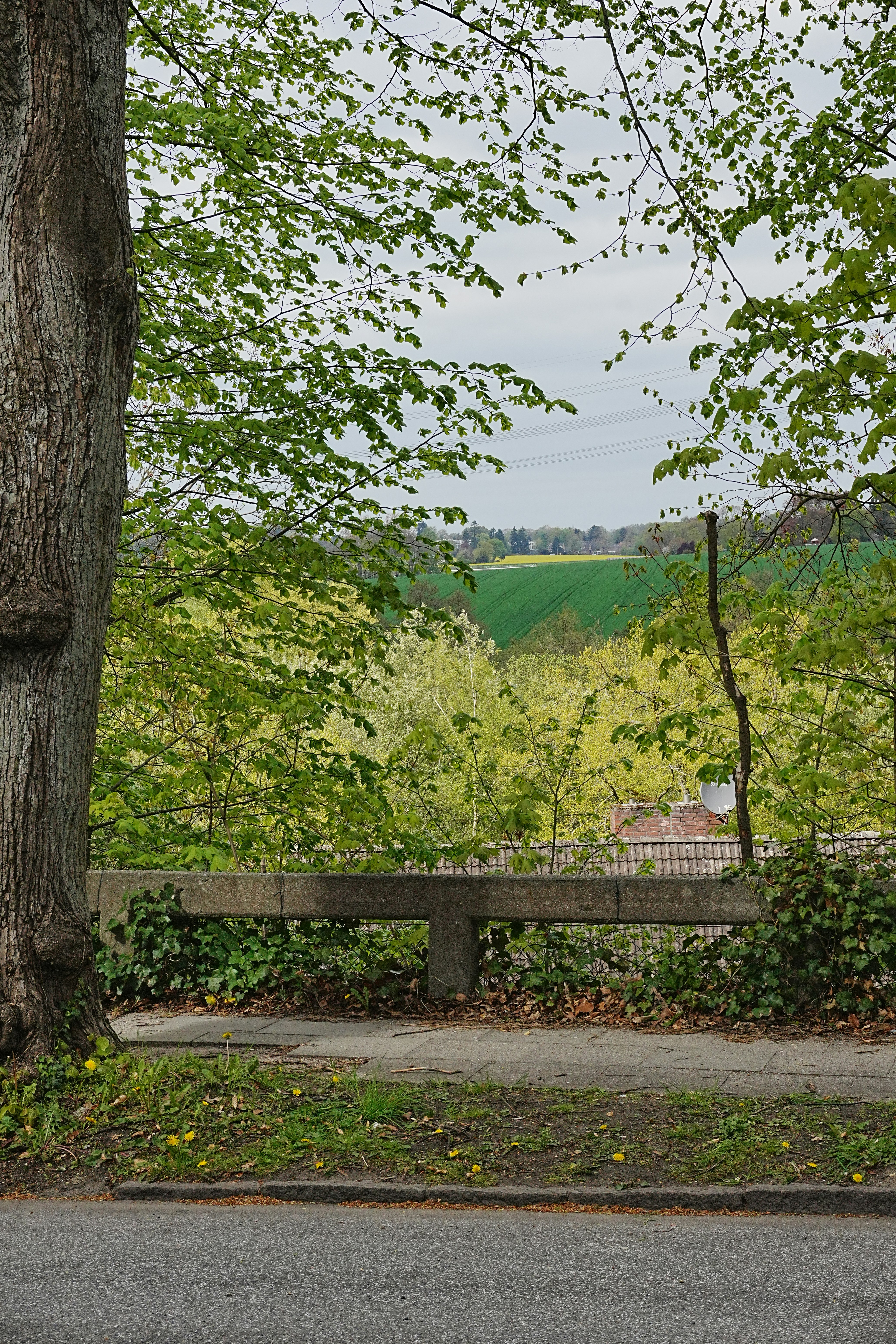 Quiet overlook: road, tree, and distant fields