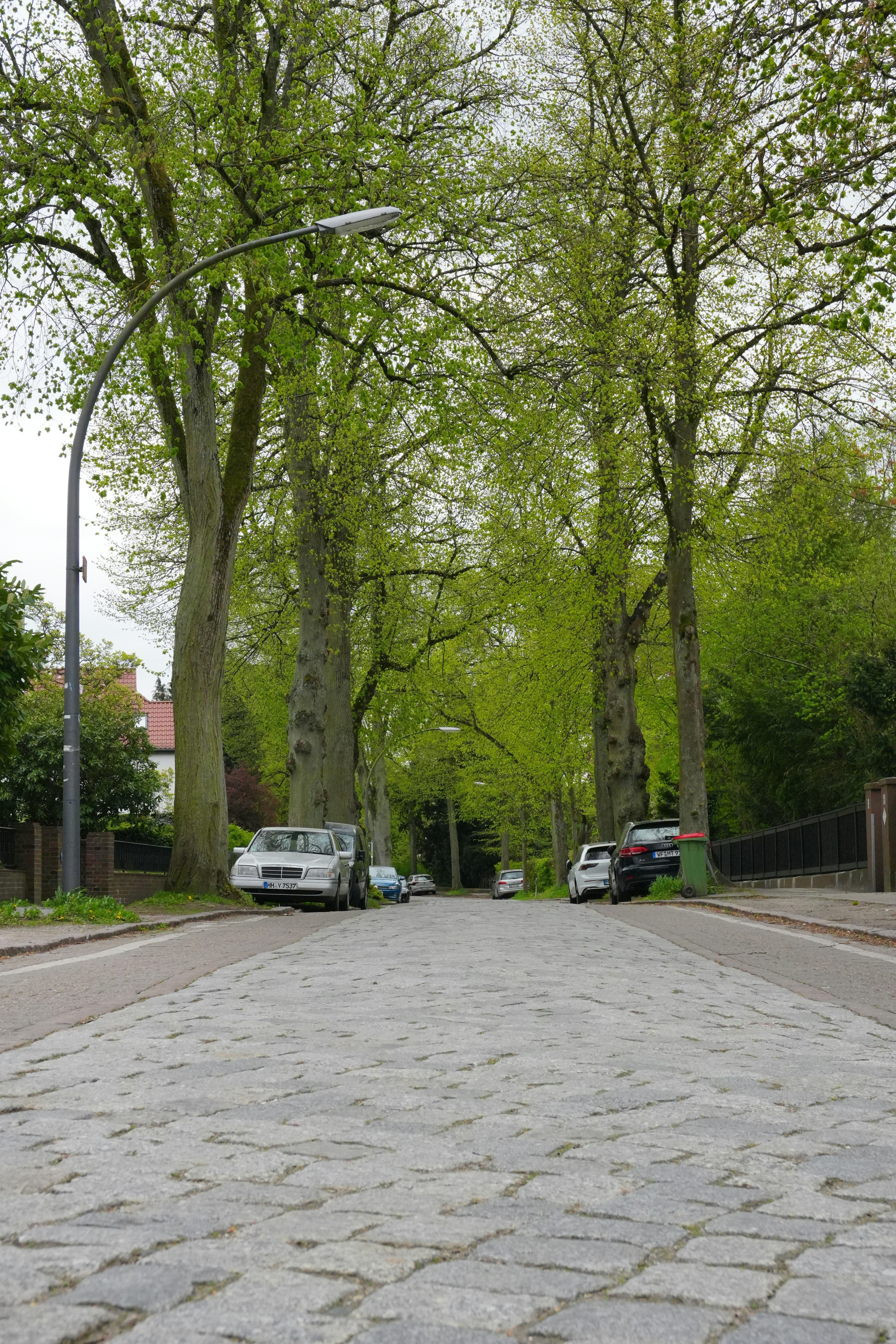 Tree‑Canopy Street Vista Down a Cobbled Lane