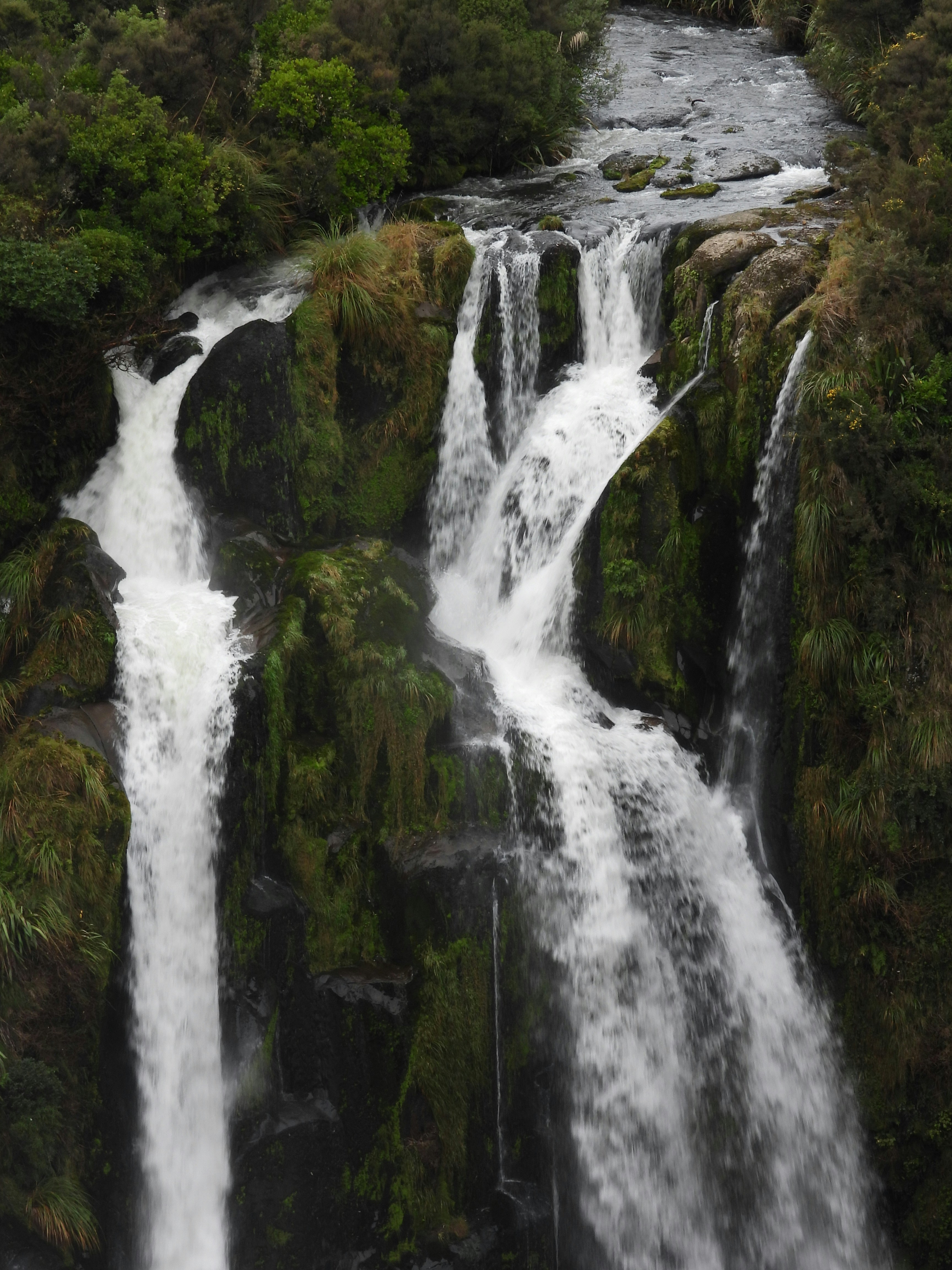 Cascade of Secrets: Mossy Veils over a Twin Falls Chorus