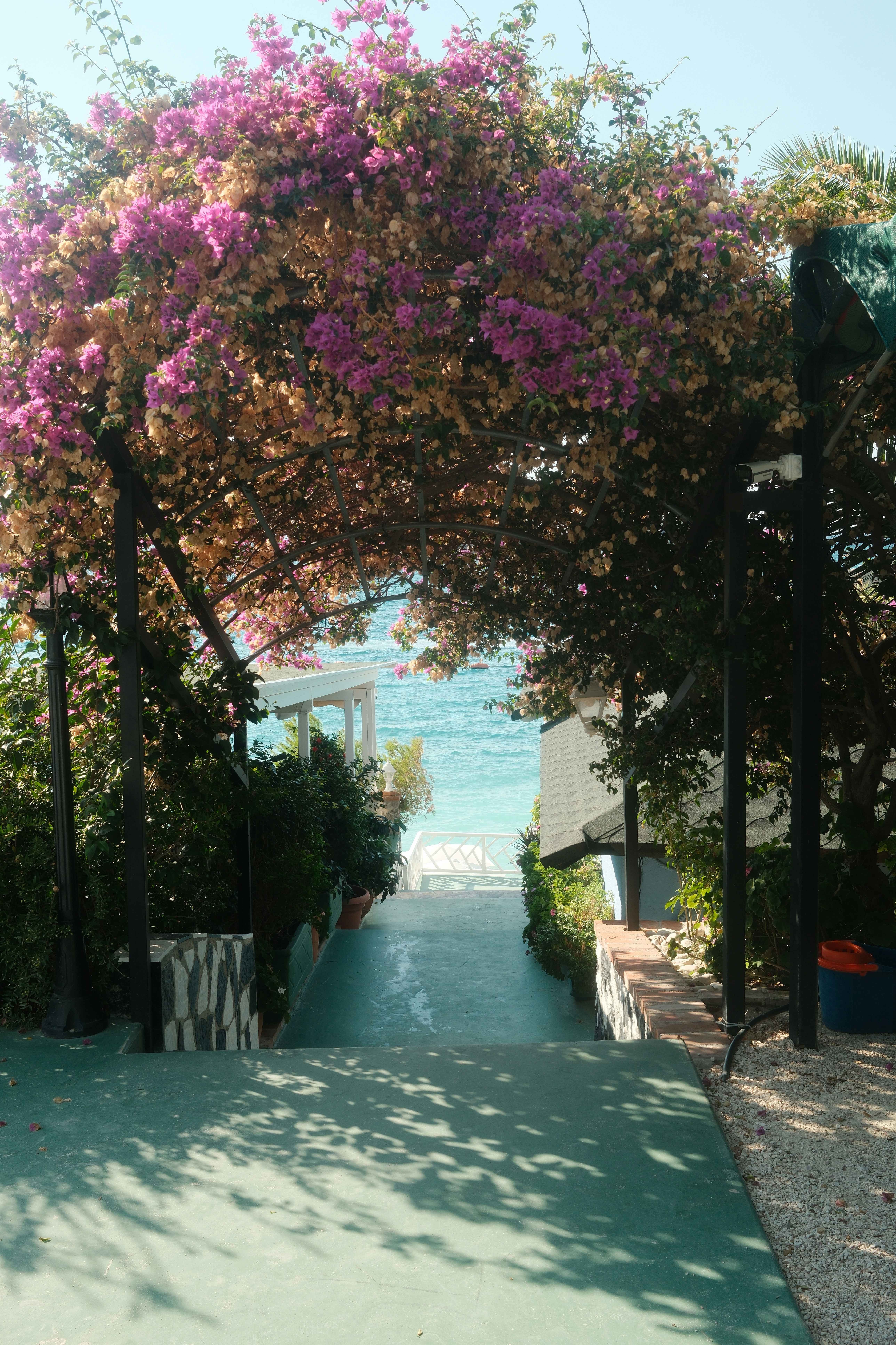 Passage to the Sea Beneath a Blooming Arbor