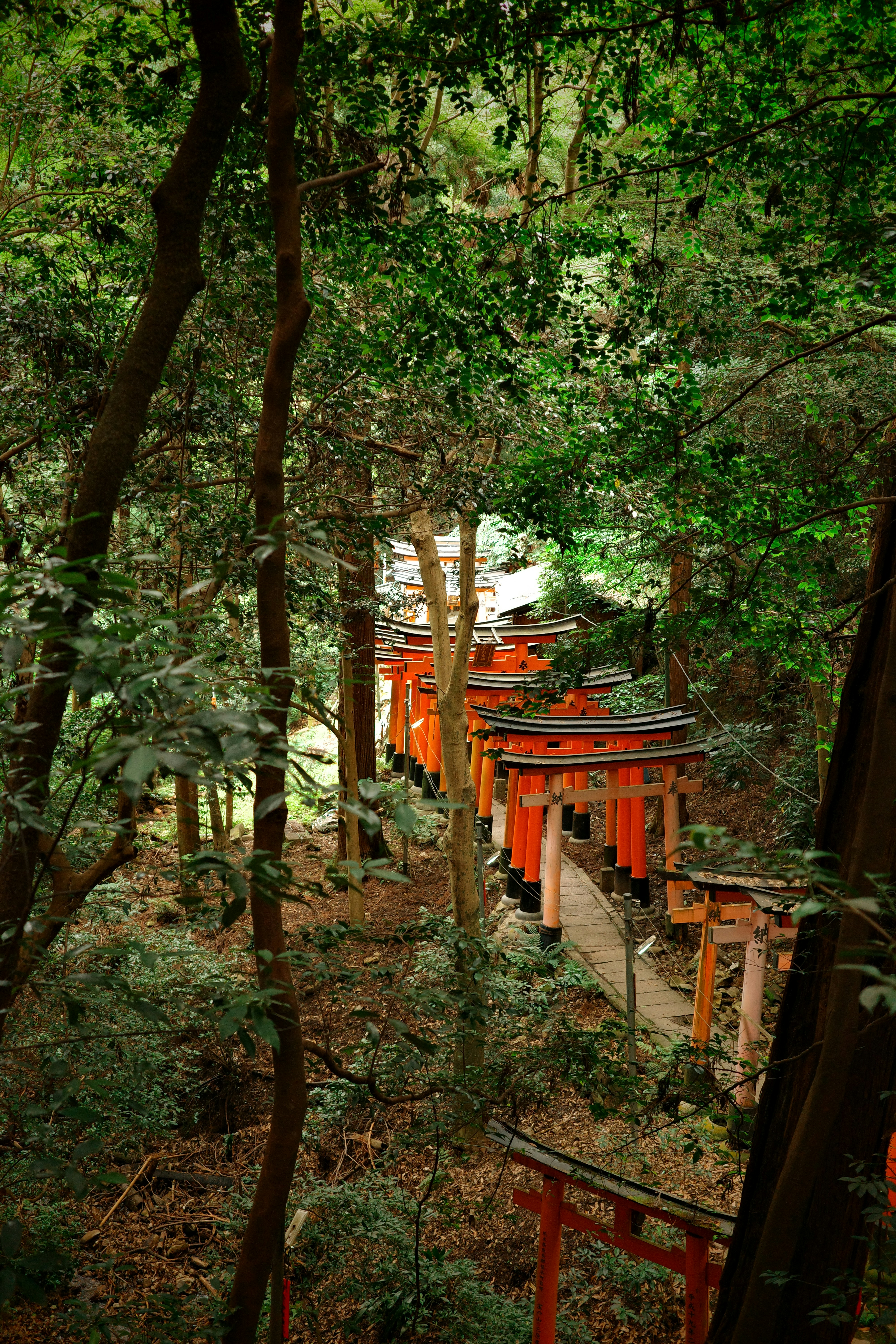 Red Torii Corridor Winding through a Silent Forest