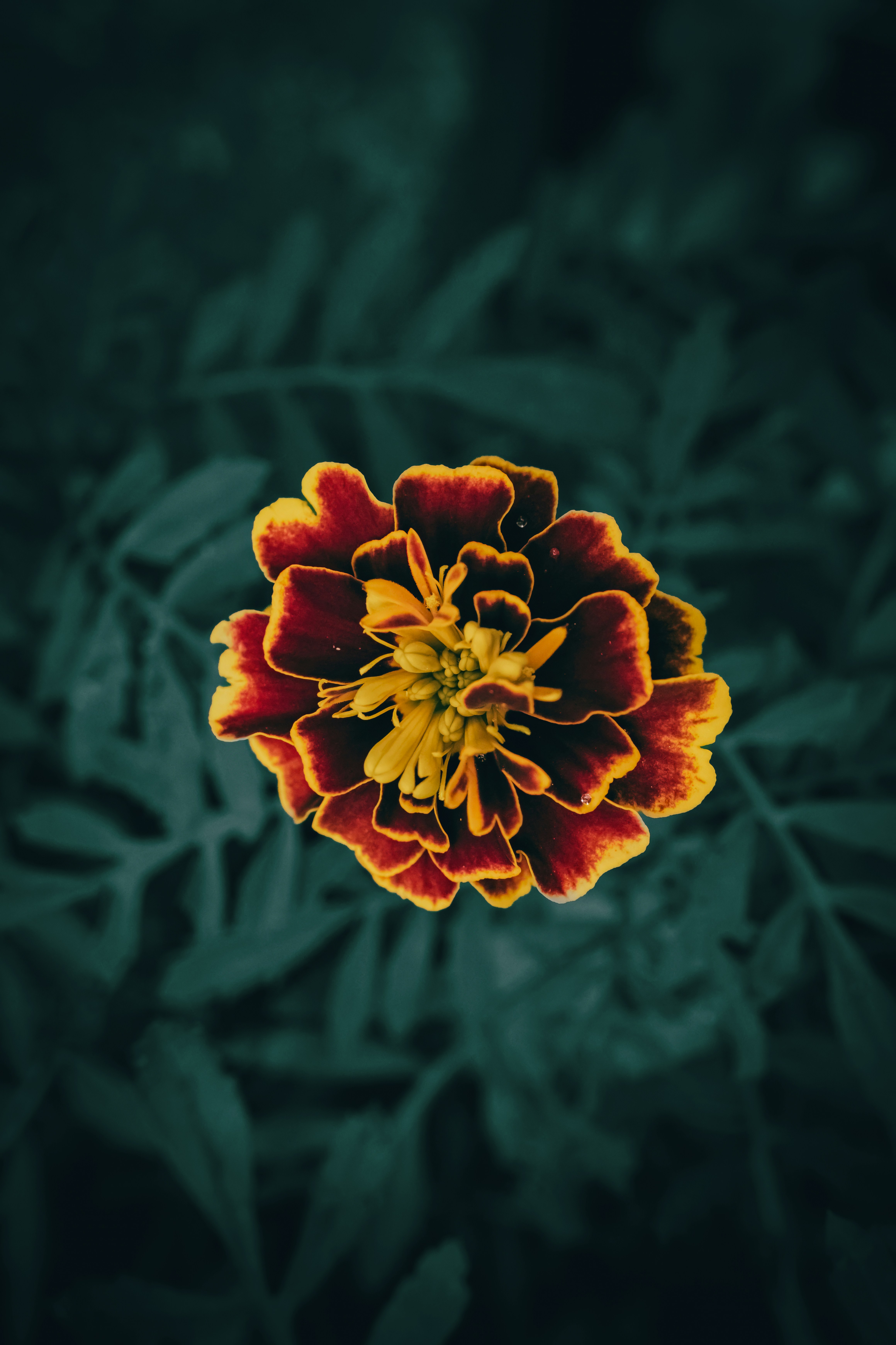 Sunlit Ember Bloom: a marigold focal in cobalt shadows
