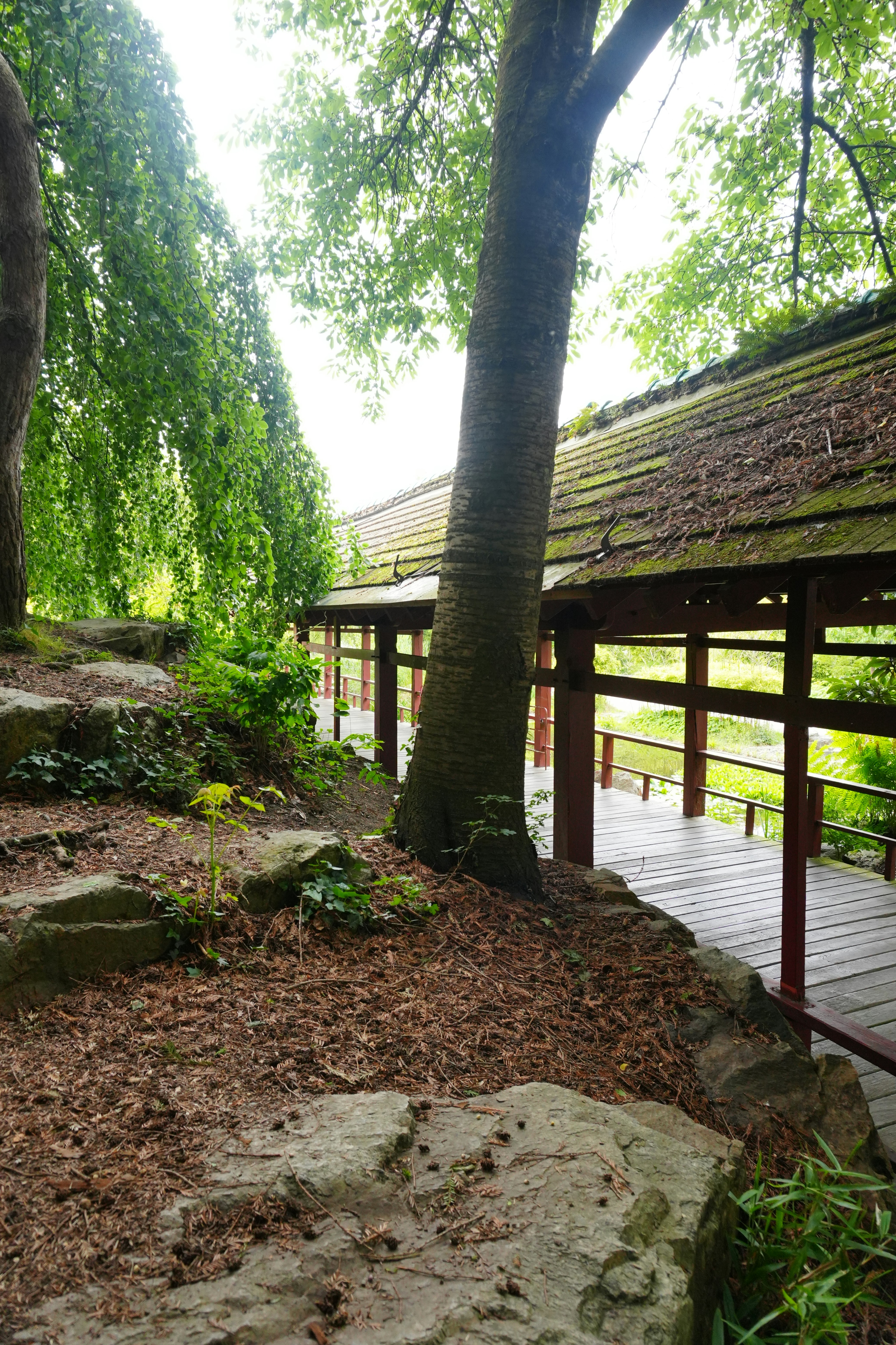 Tranquil riverside walkway threading beneath willowy canopy