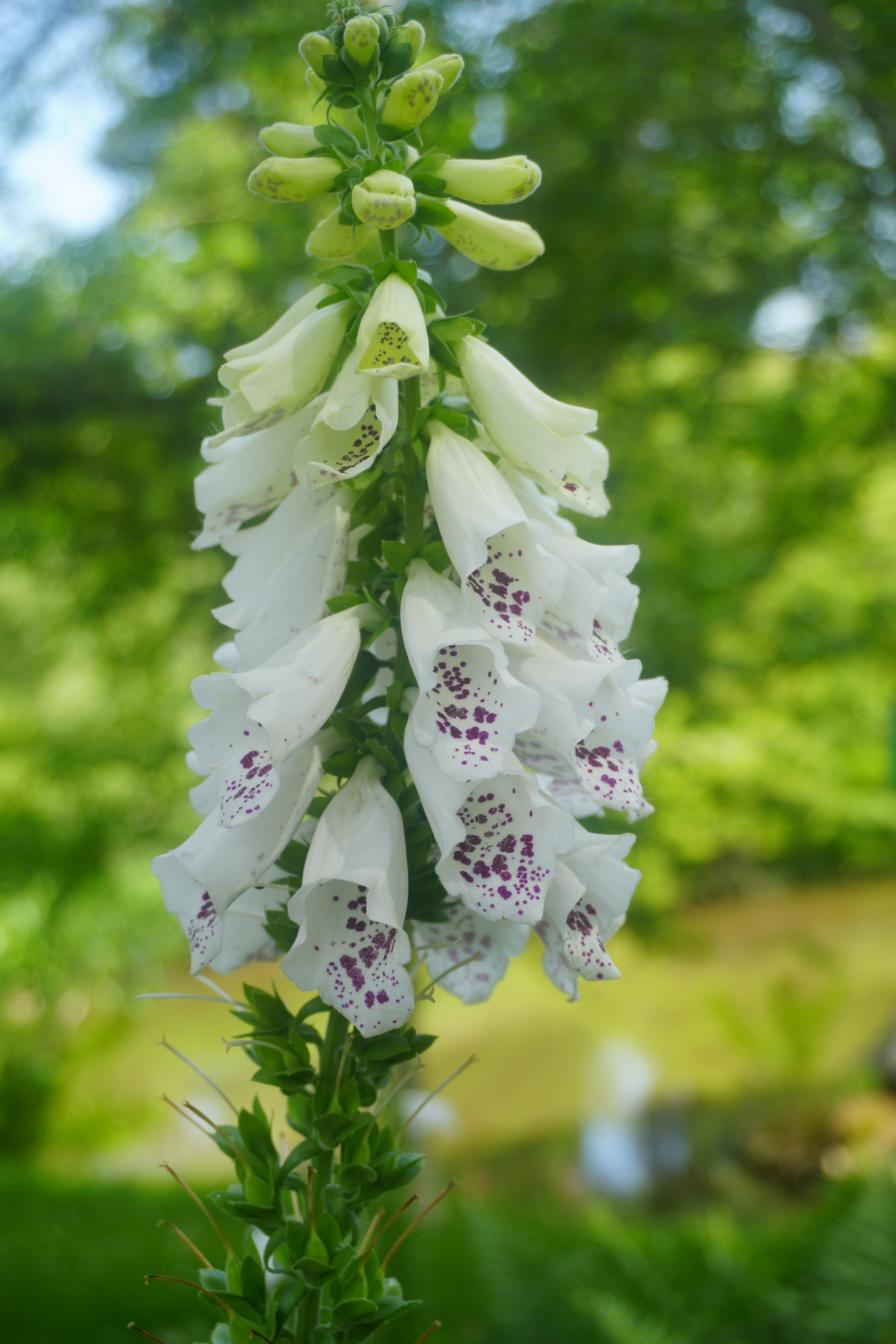 Tall white foxglove in a sunlit garden