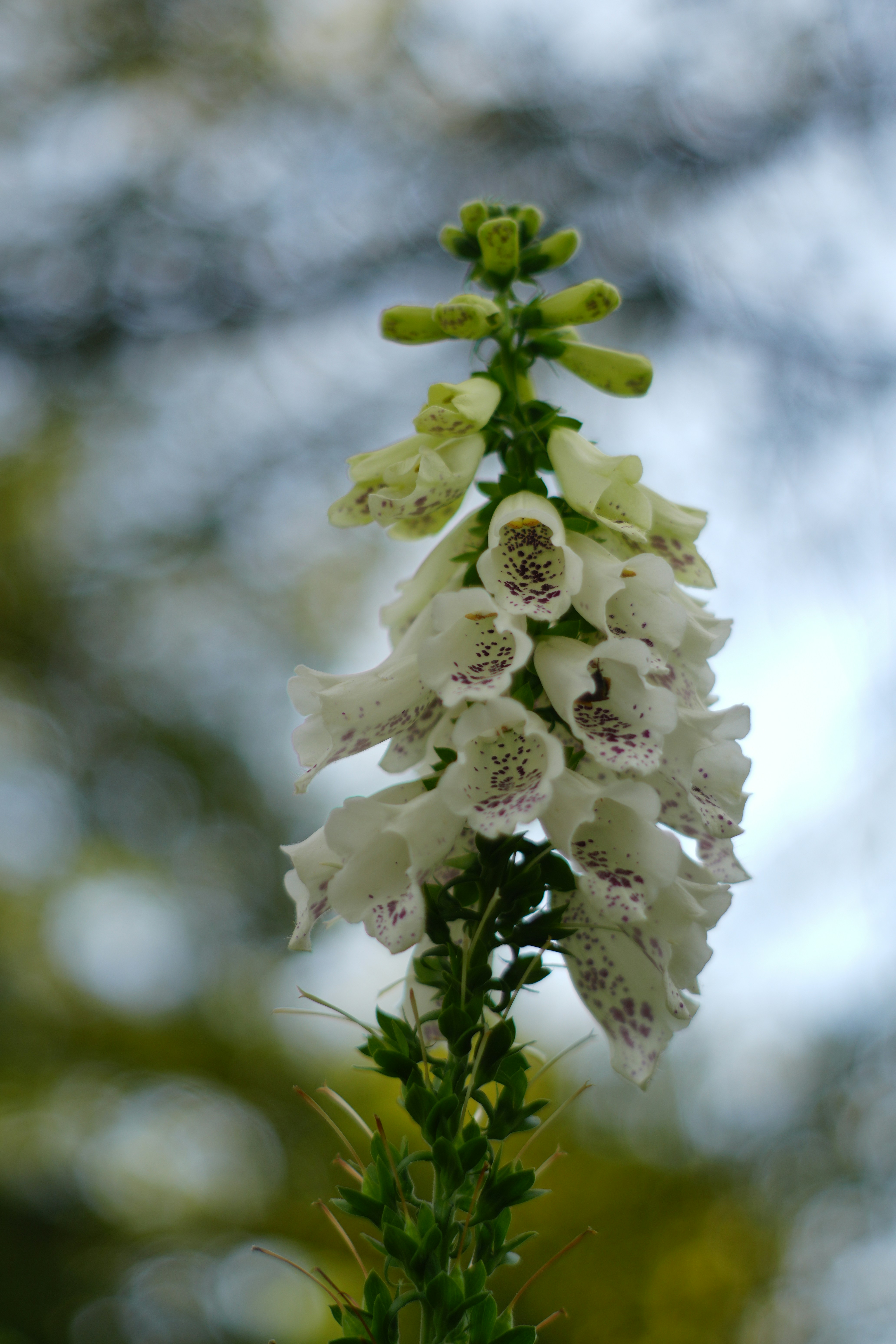 White foxglove bloom towering against a softly blurred woodland backdrop