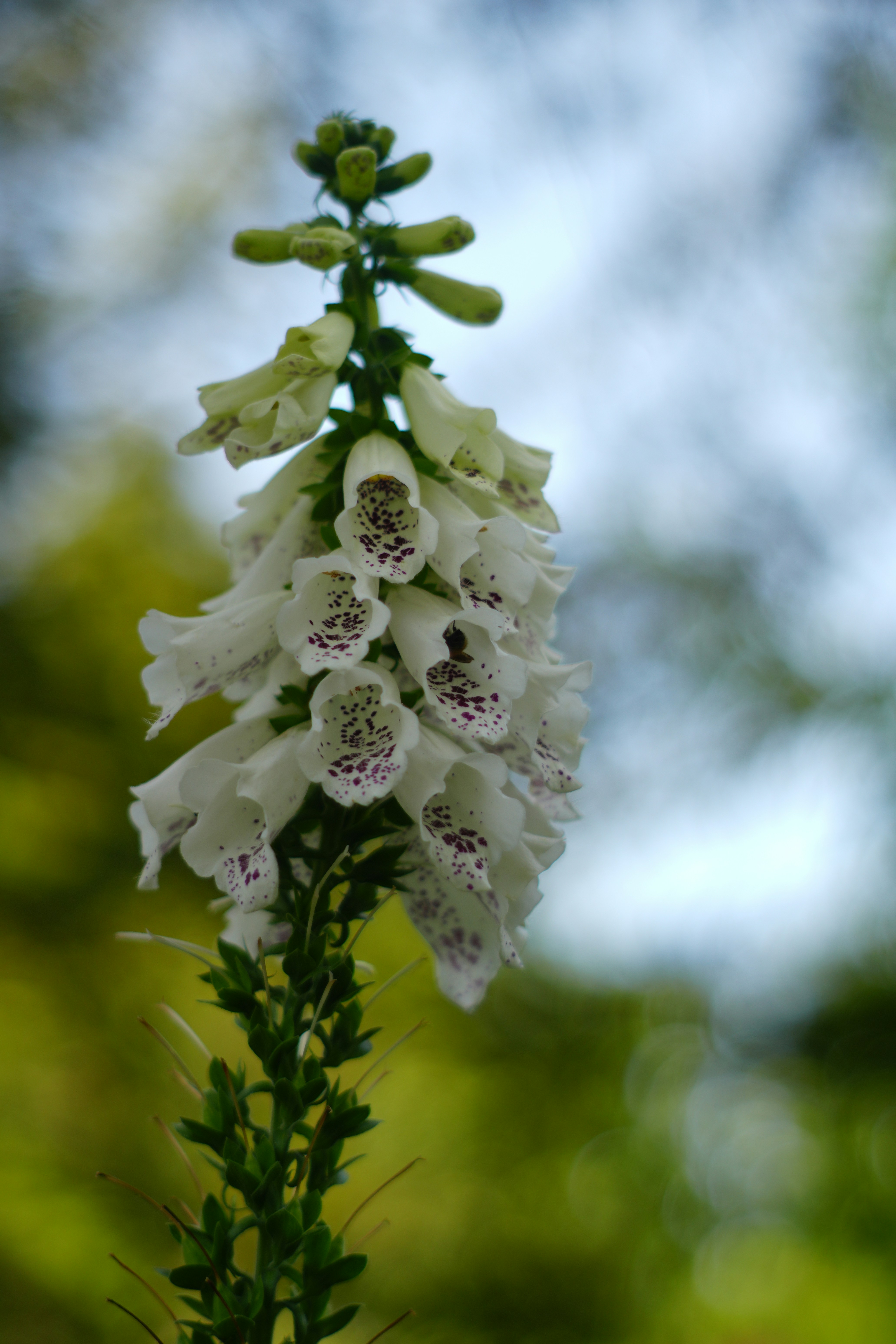 Foxglove Spike Reaching Toward the Dappled Sky