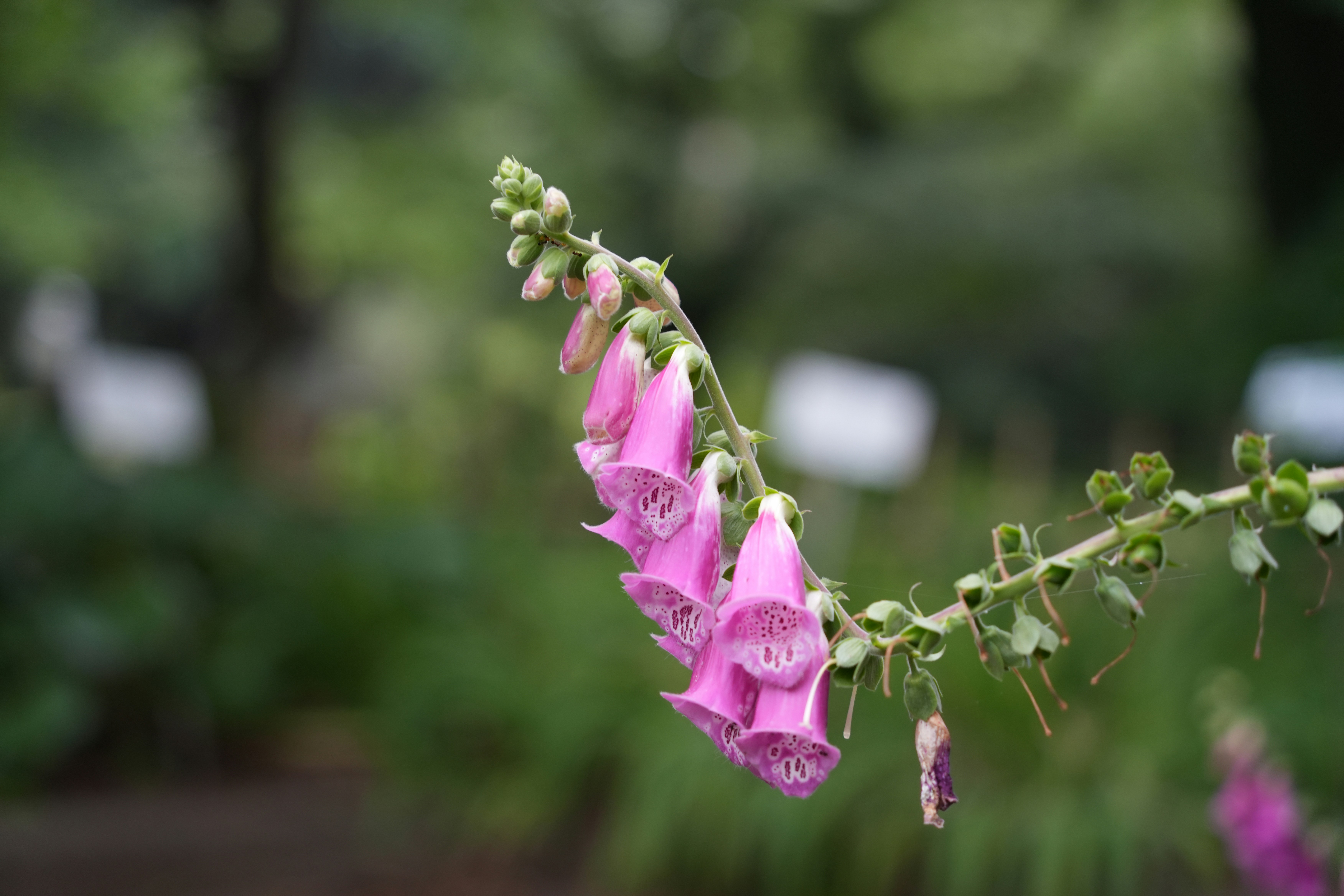 Pink Bellflowers Leaning Toward Morning Light