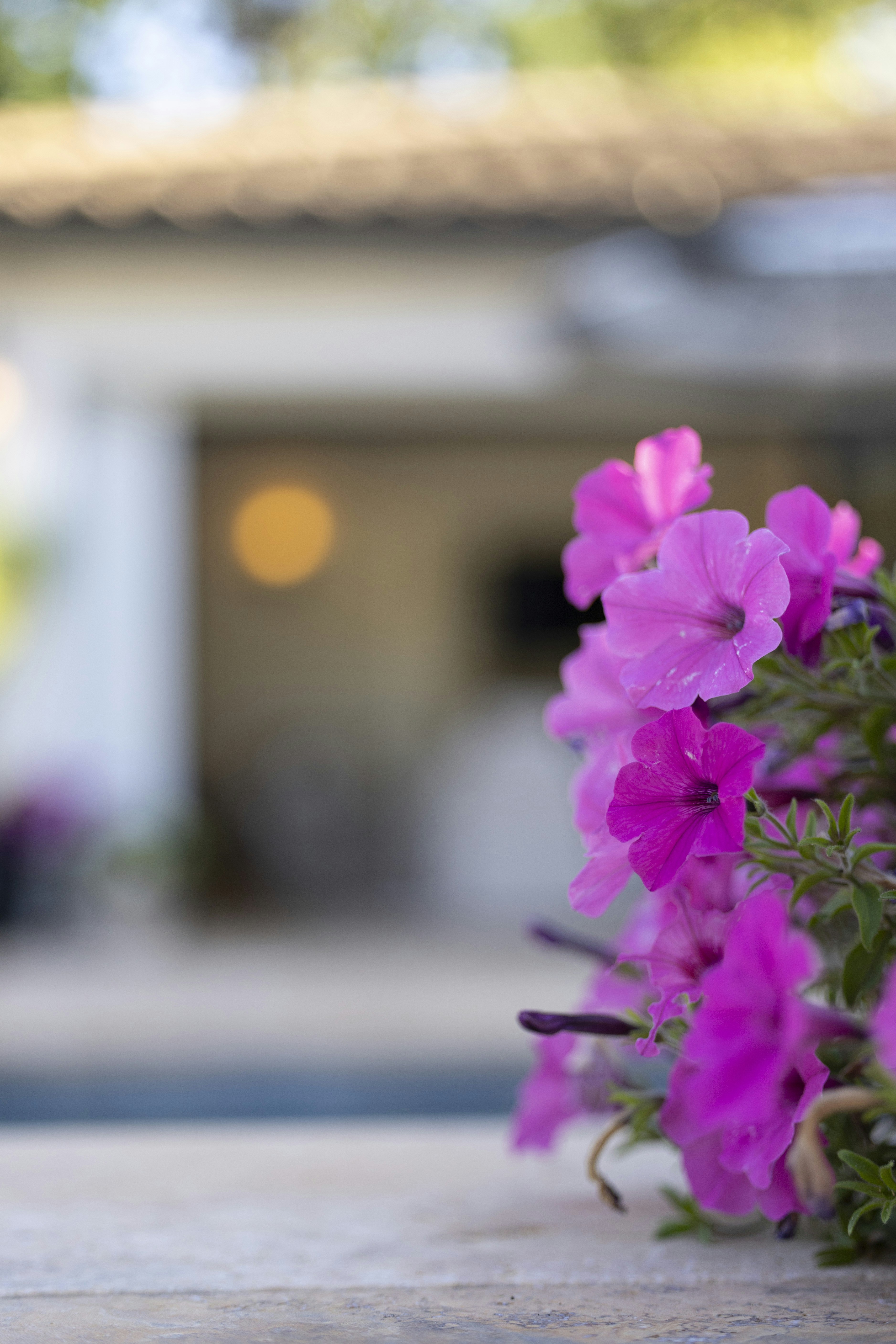 Bright pink petunias occupy the right foreground while a softly blurred courtyard scene recedes in the background. The composition emphasizes the floral cluster against a muted setting.