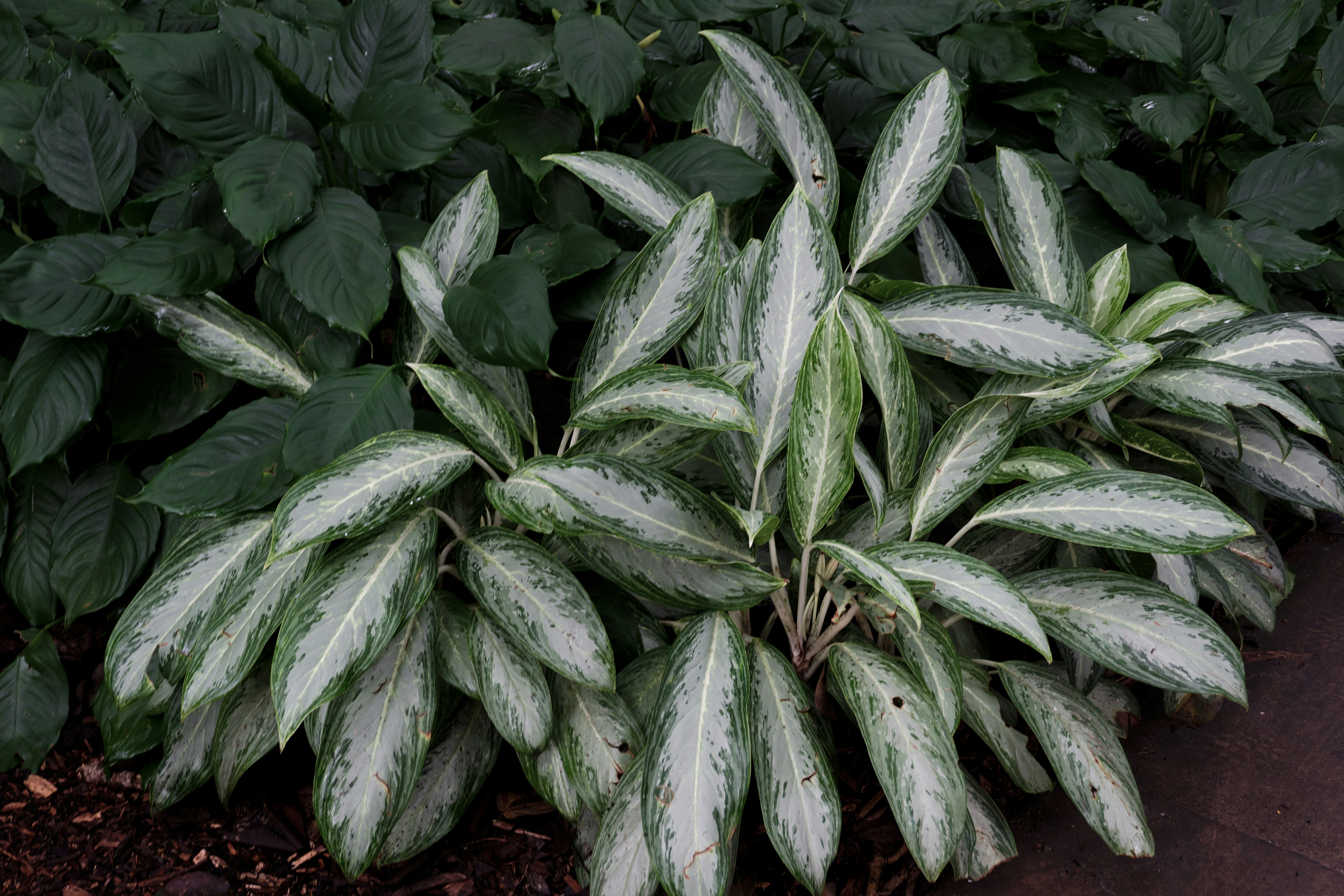 Verdant Variegation: Bushy Border of Variegated Leaves