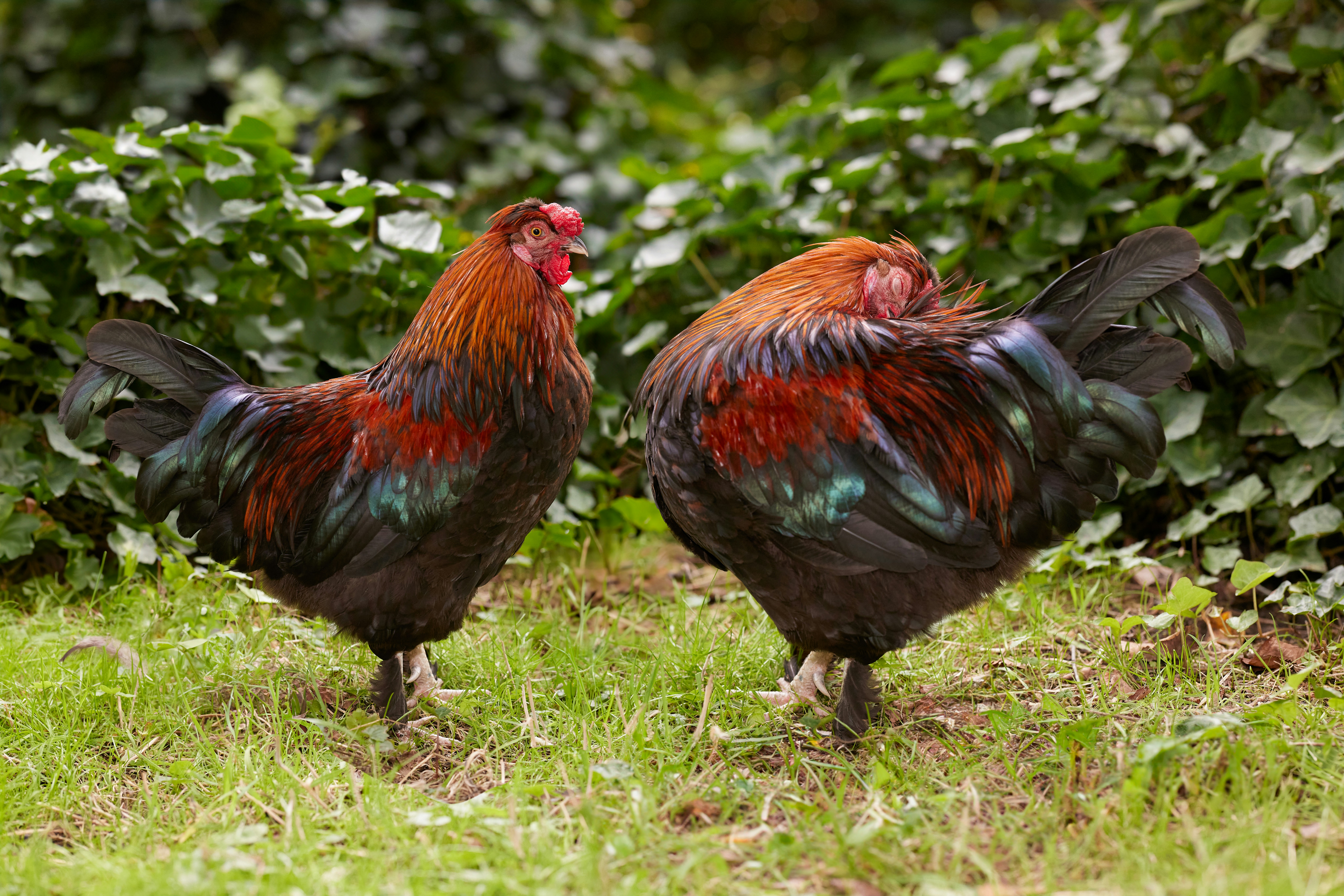 Dual Roosters in a Brook of Green