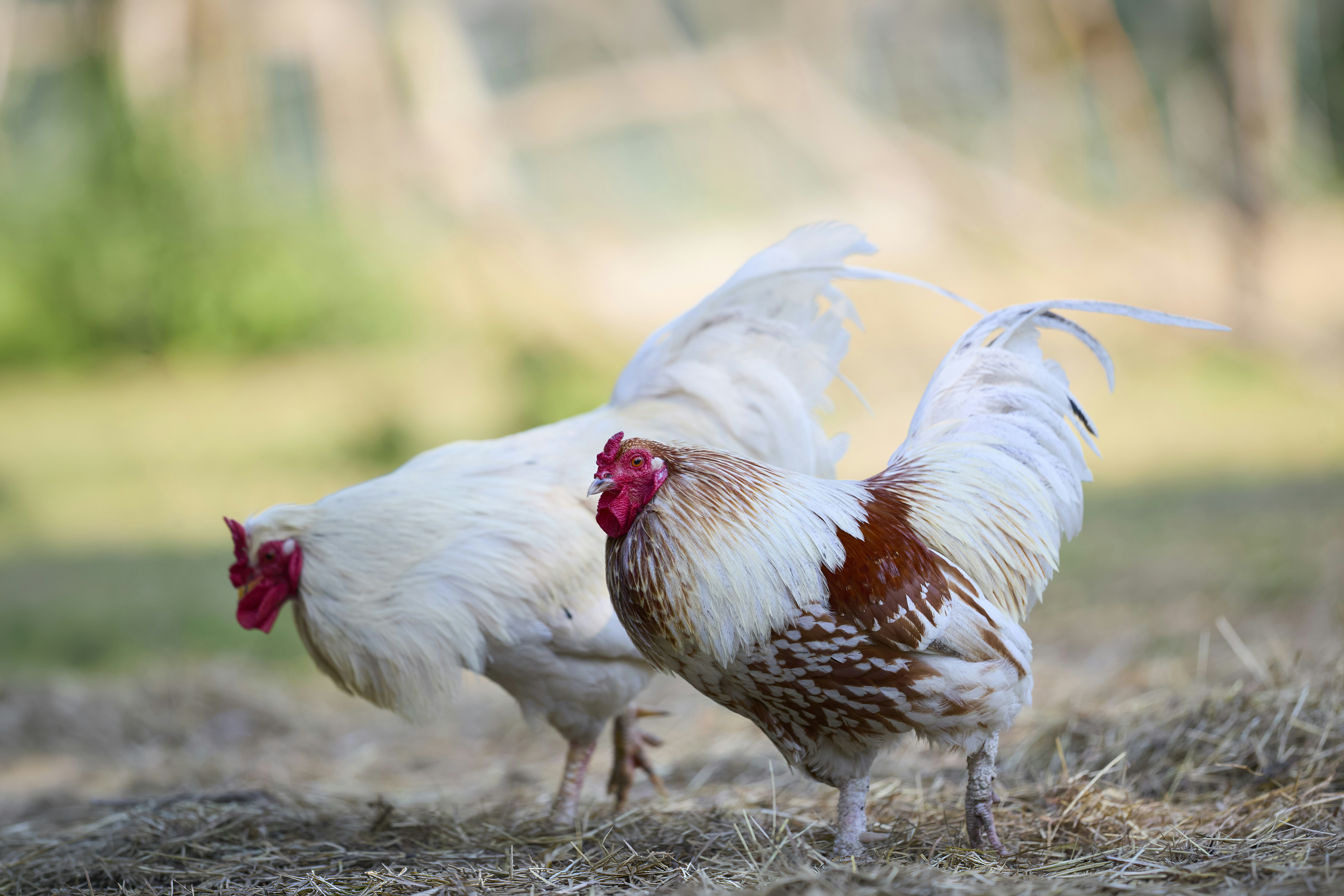 Two Roosters in a Dusty Yard Quietly Guard a Feeding Patch