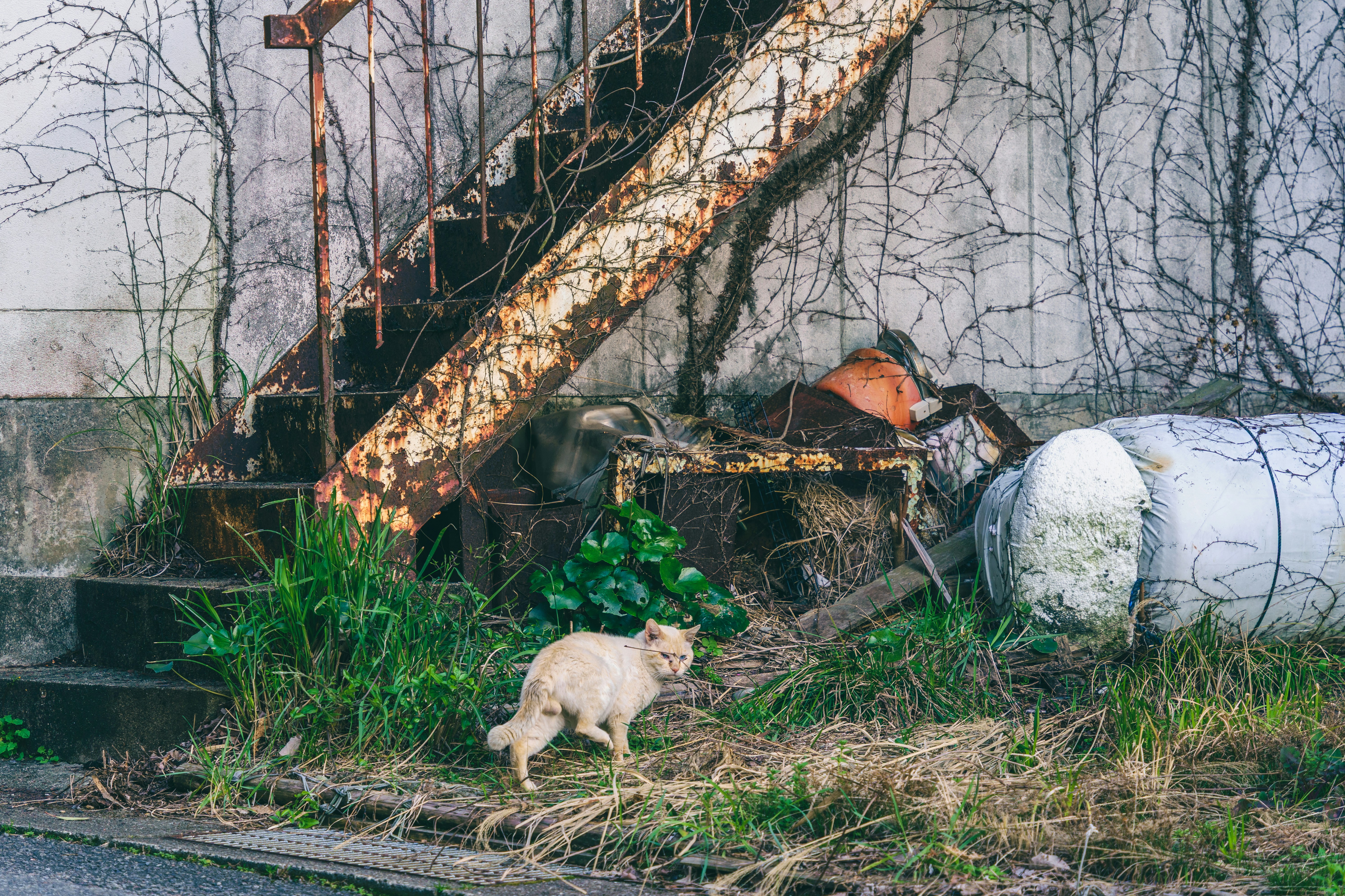 Curious Cat in a Quiet Yard Under a Rusted Staircase