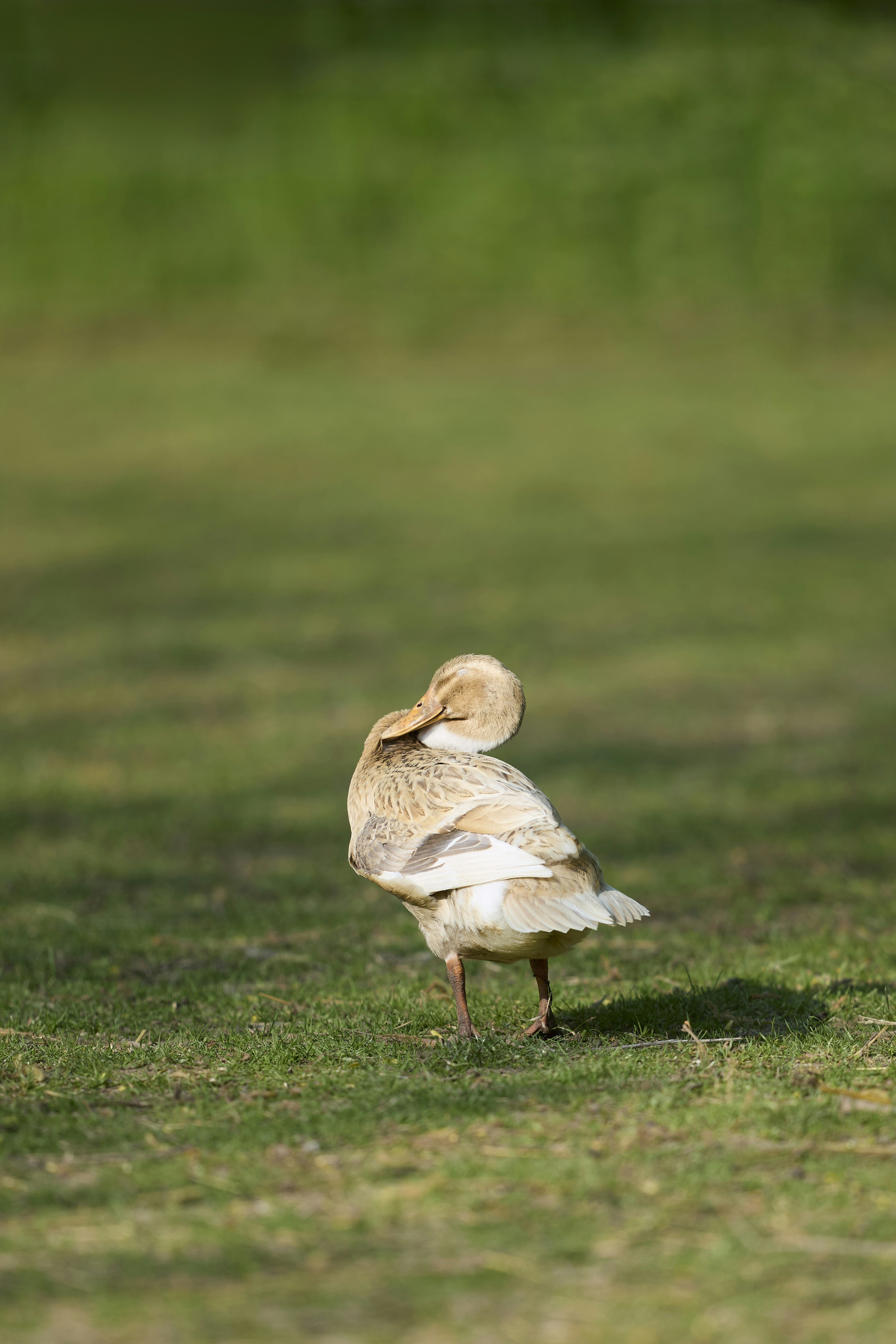 Gentle Rest: A Sandhill Crane in Quiet Grass