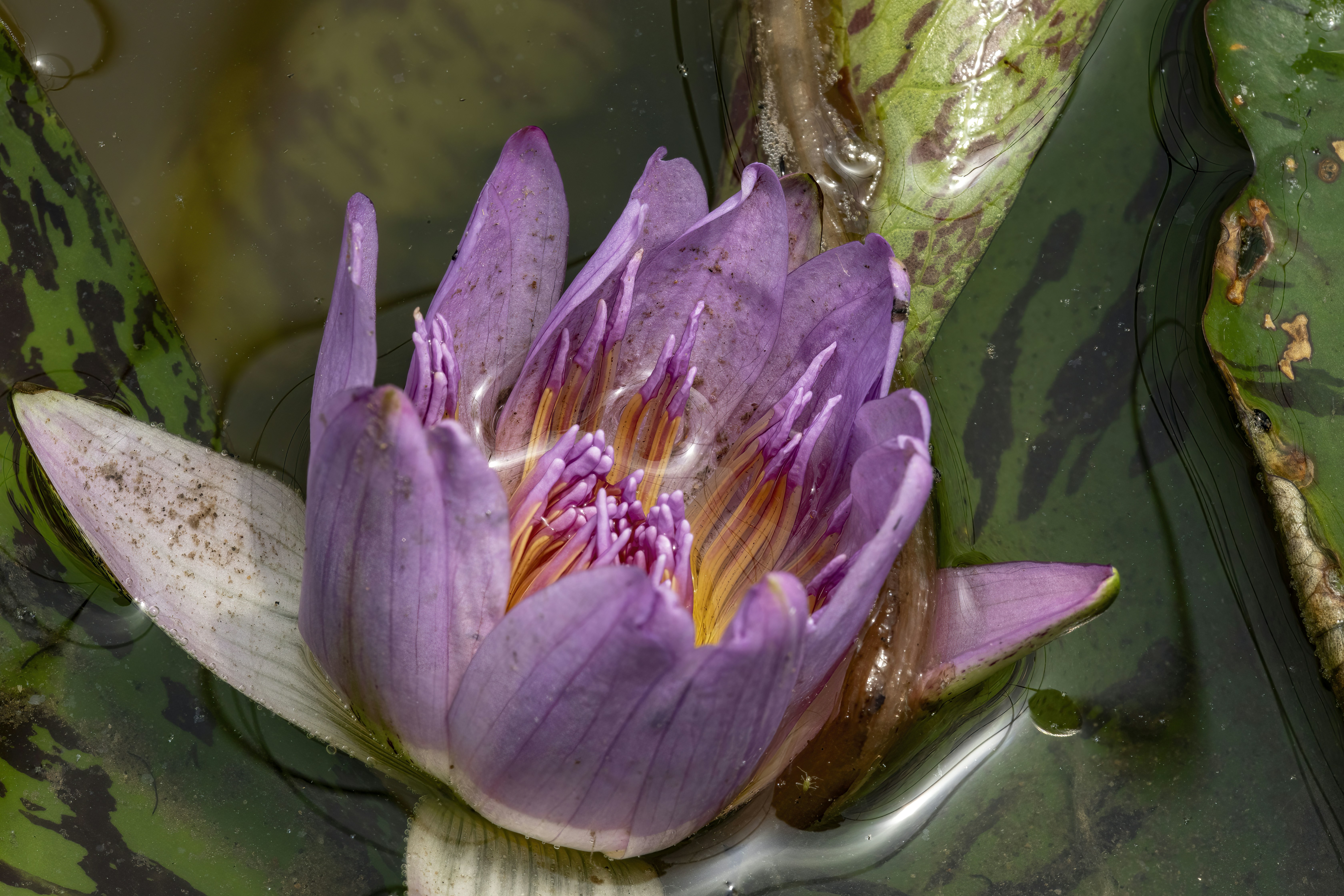 Blooming Lotus in Quiet Water