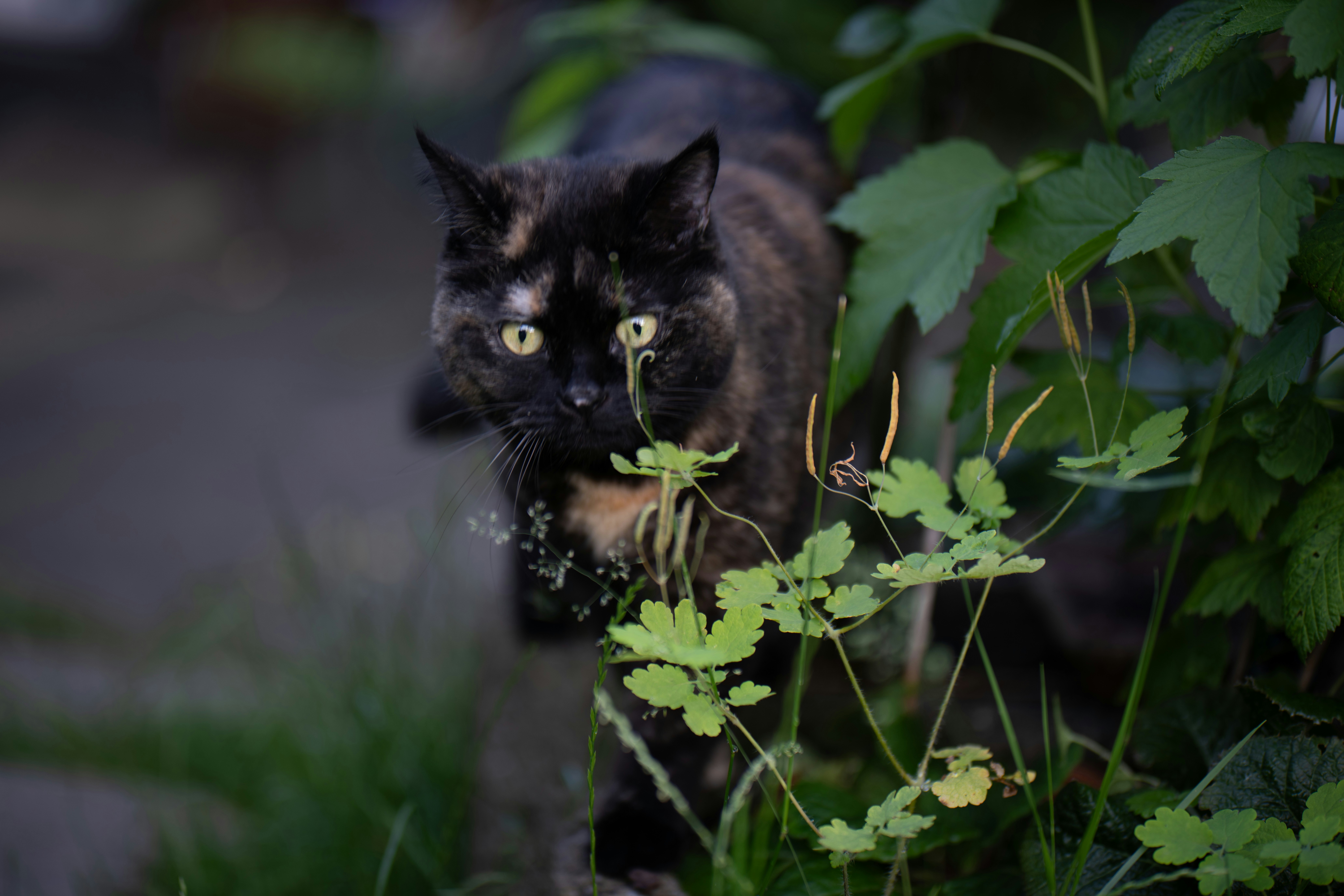 Mid-Bush Stare: A black cat peers through green tendrils