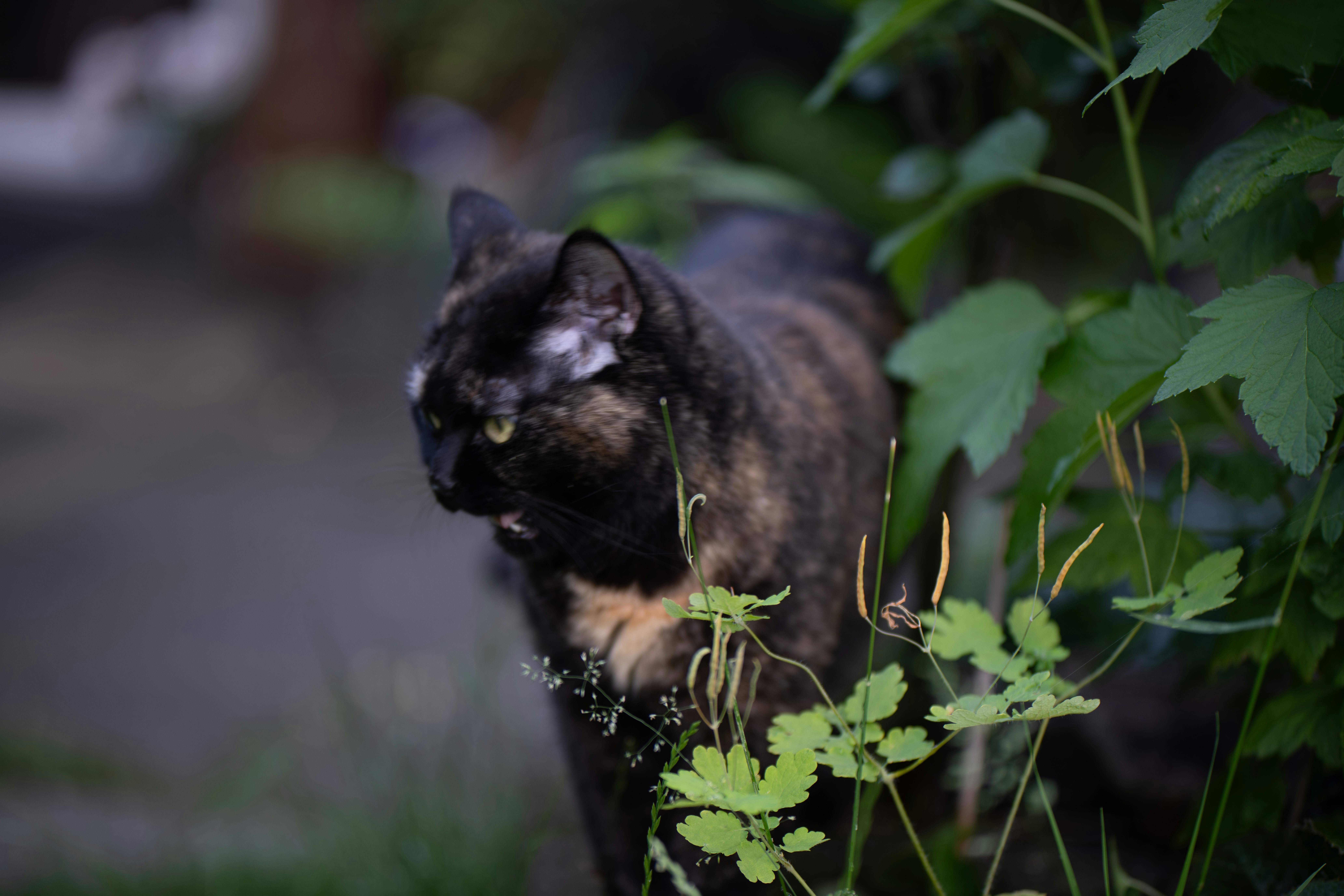 Hidden Tiger in the Garden: A Calico Cat amid Greenery
