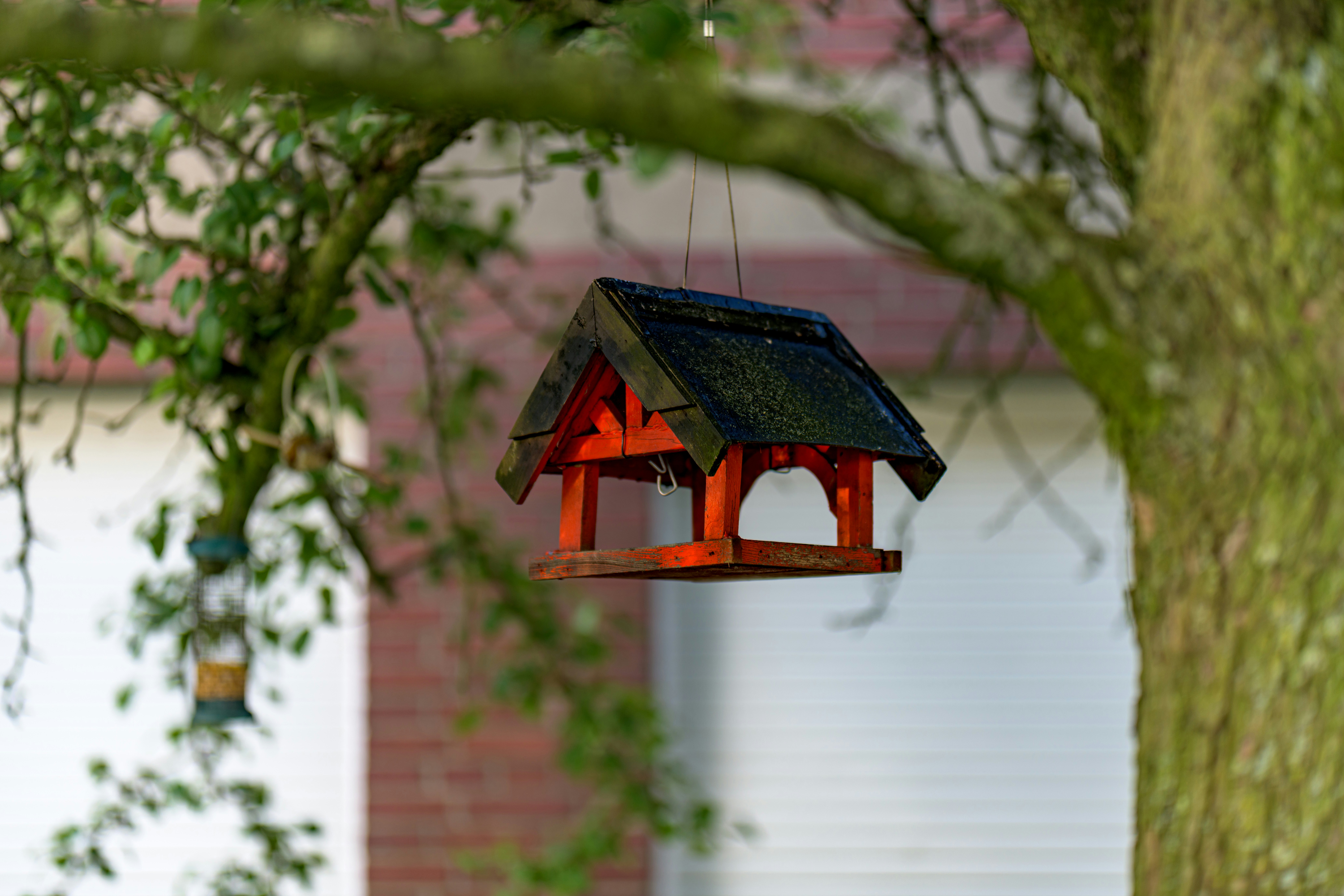 Red Bird-Feeder in a Hanging Garden