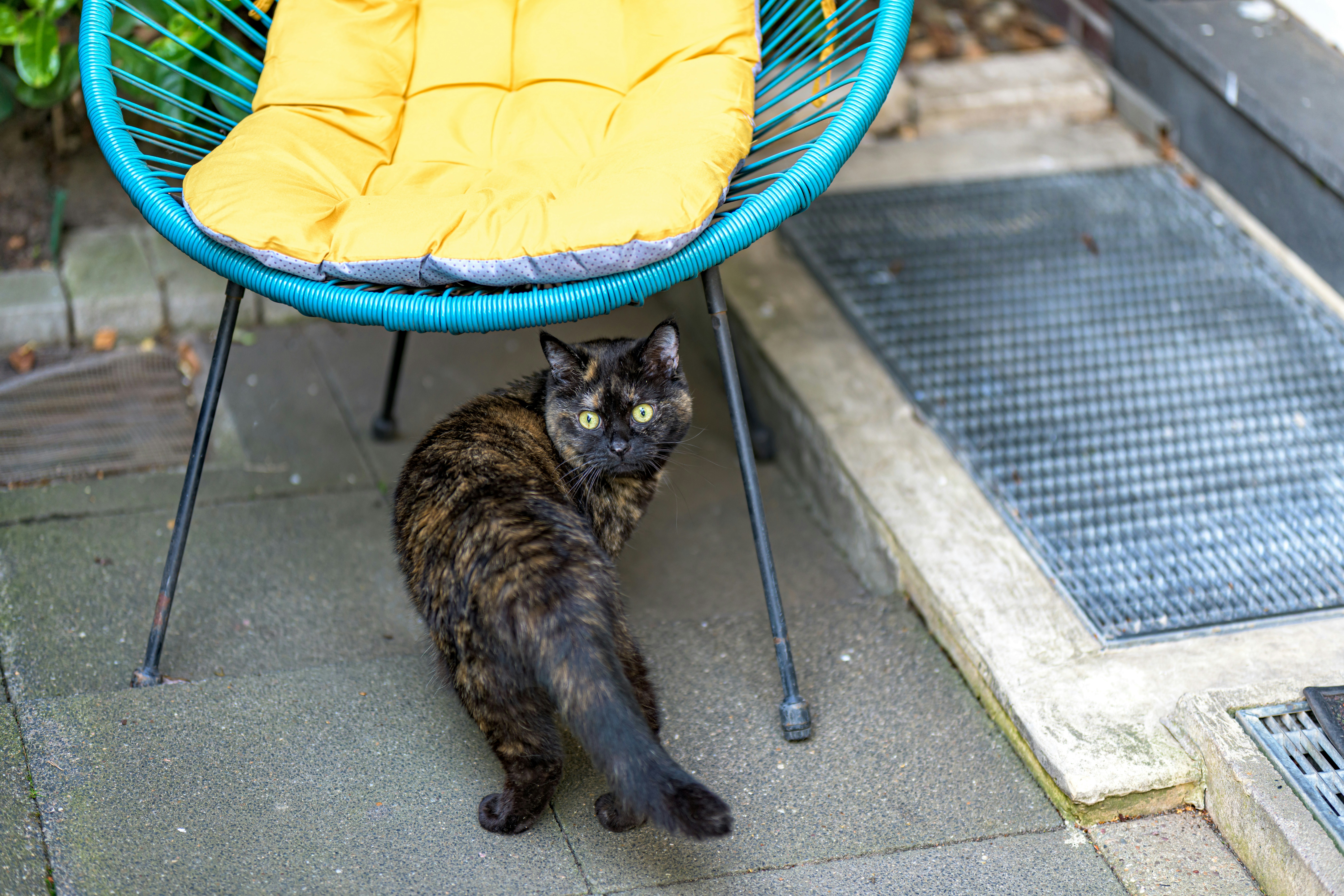 Curious Cat Under a Bright Yellow Cushion