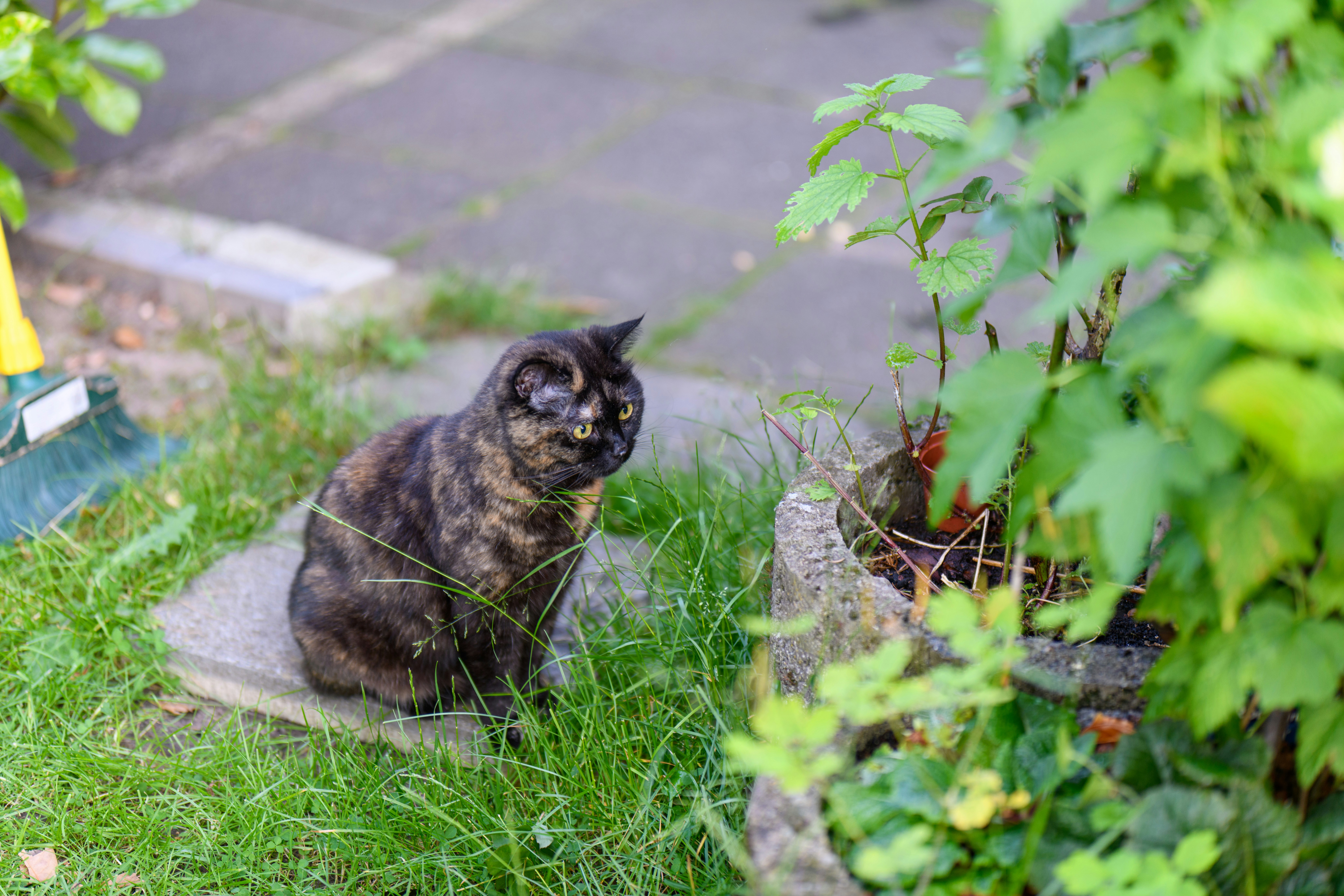 Curious Calico in the Garden Edge