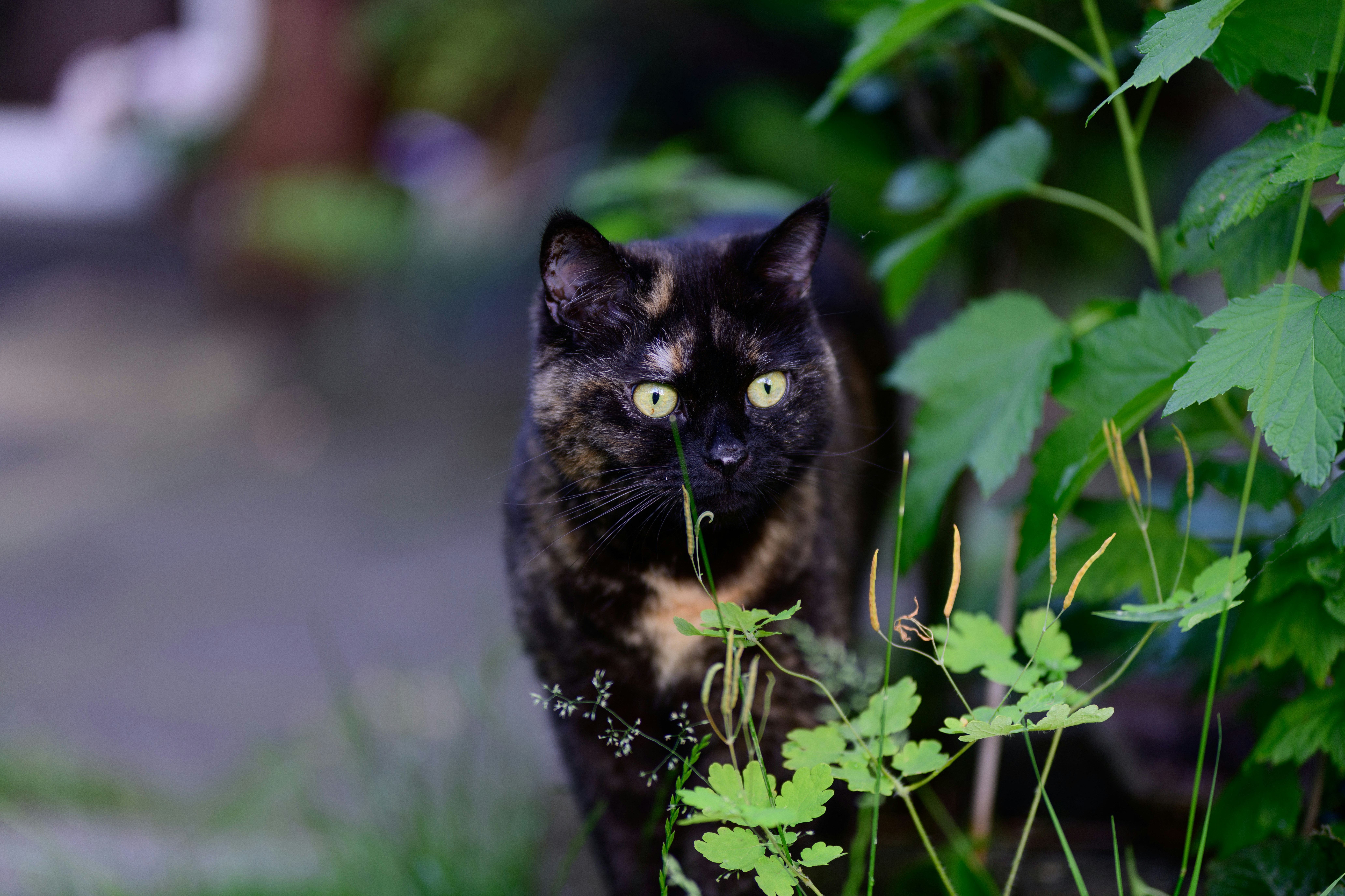 Emerald Gaze in the Garden Shadow