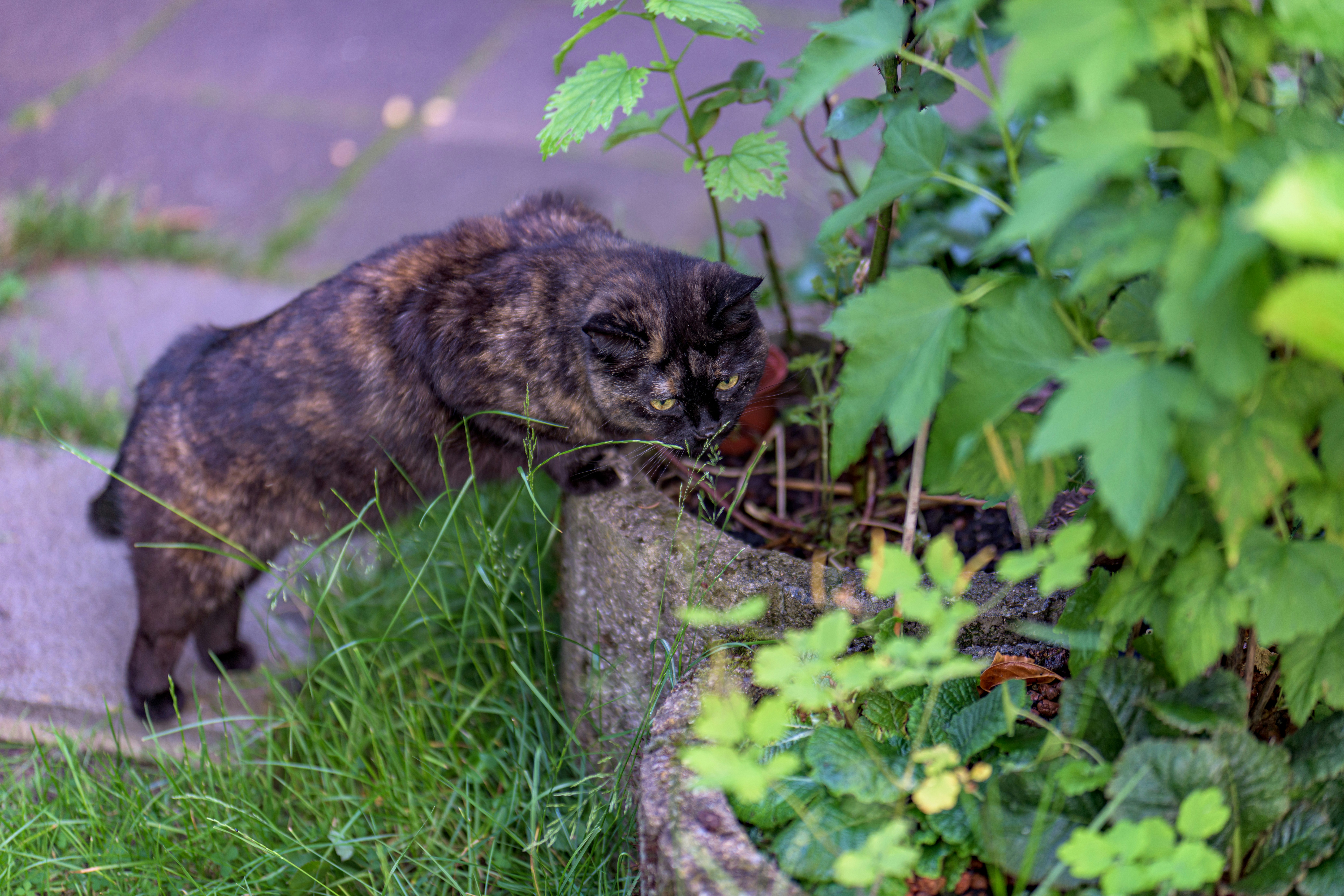 Hidden Hunter on the Garden Wall