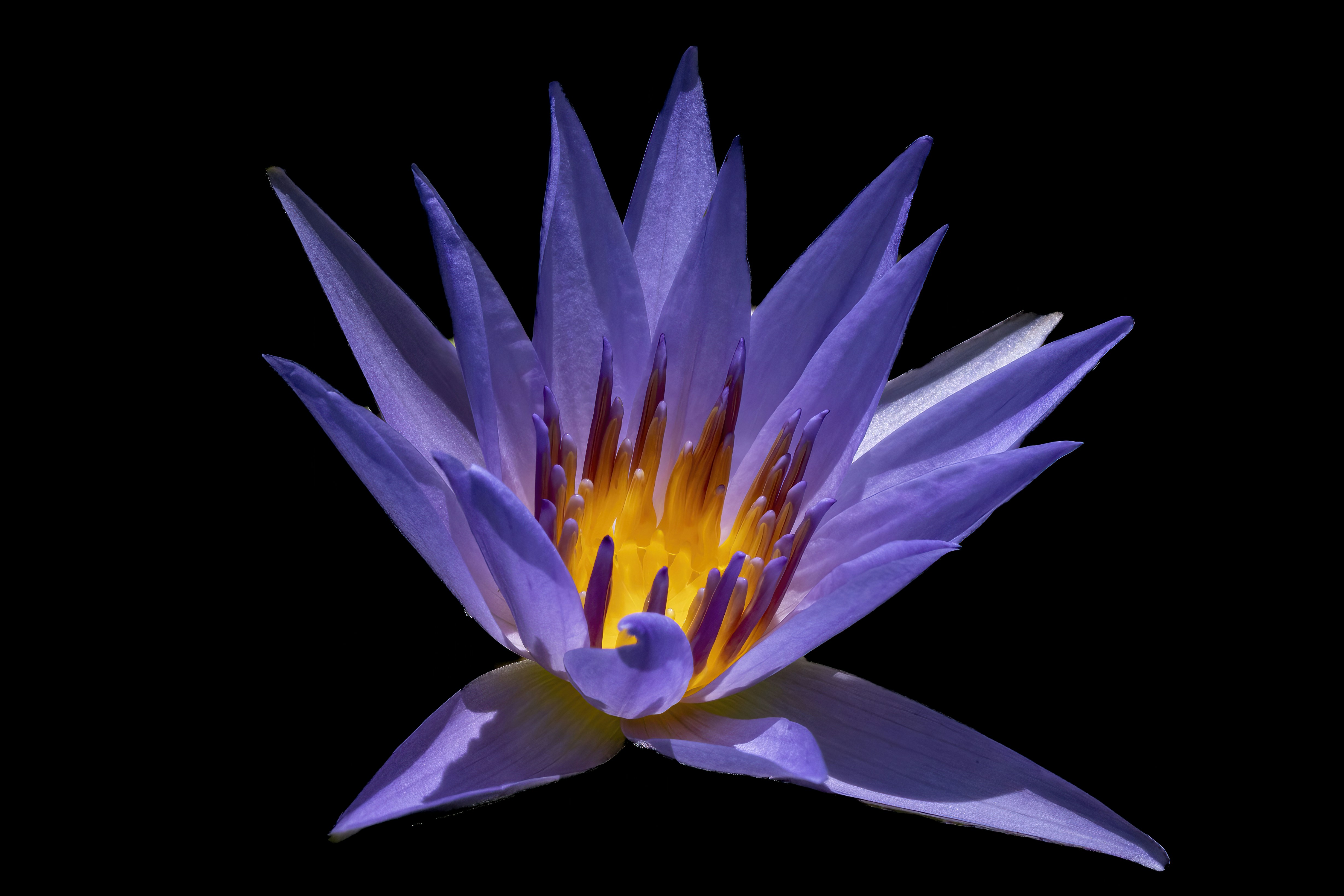 Midnight Bloom: A Violet Lotus with Golden Heart