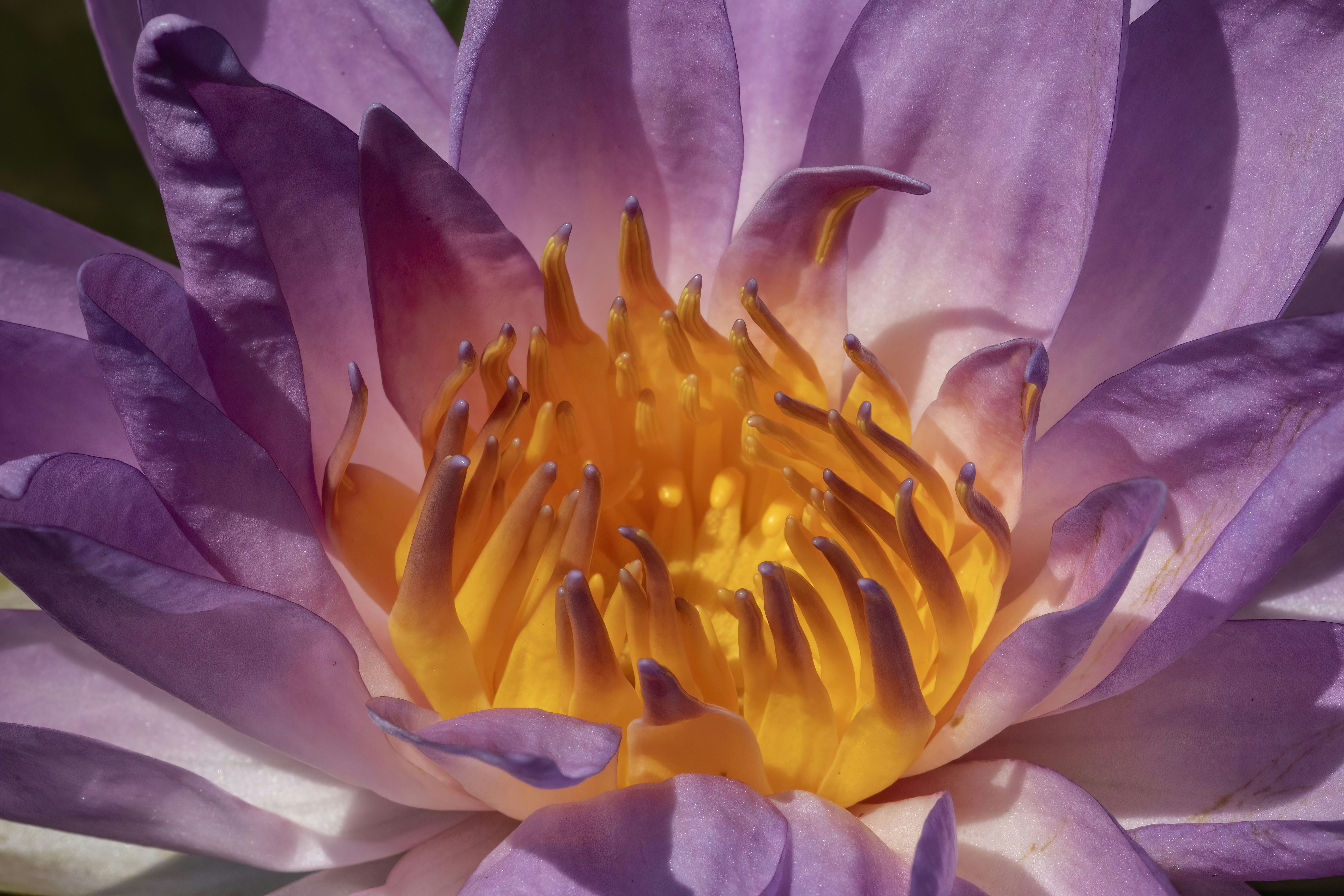 Sunburst Core: A Lavender Bloom With Golden Heart