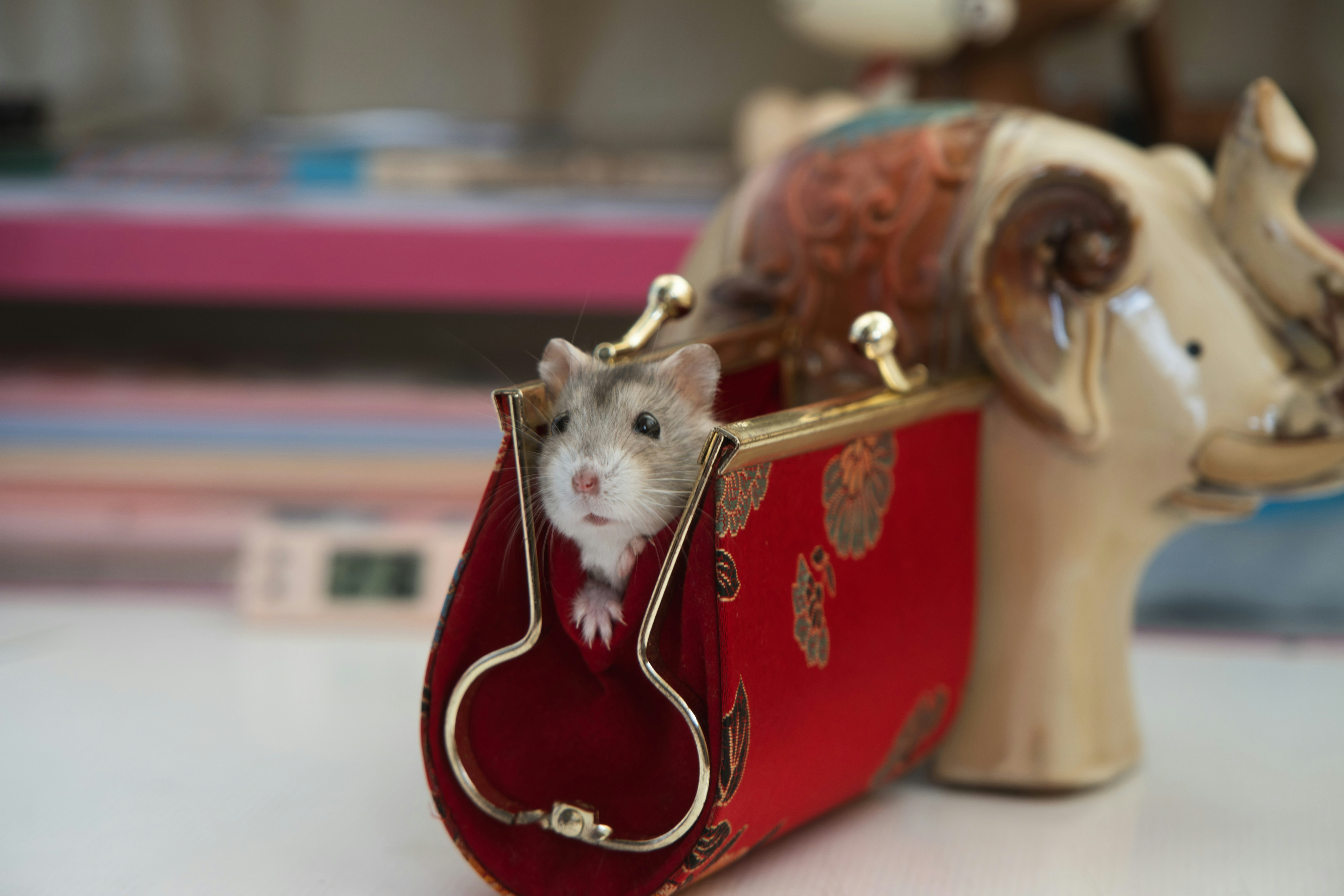 Tiny Acrobat in a Red Pouch: A Mouse Reaches for the Day