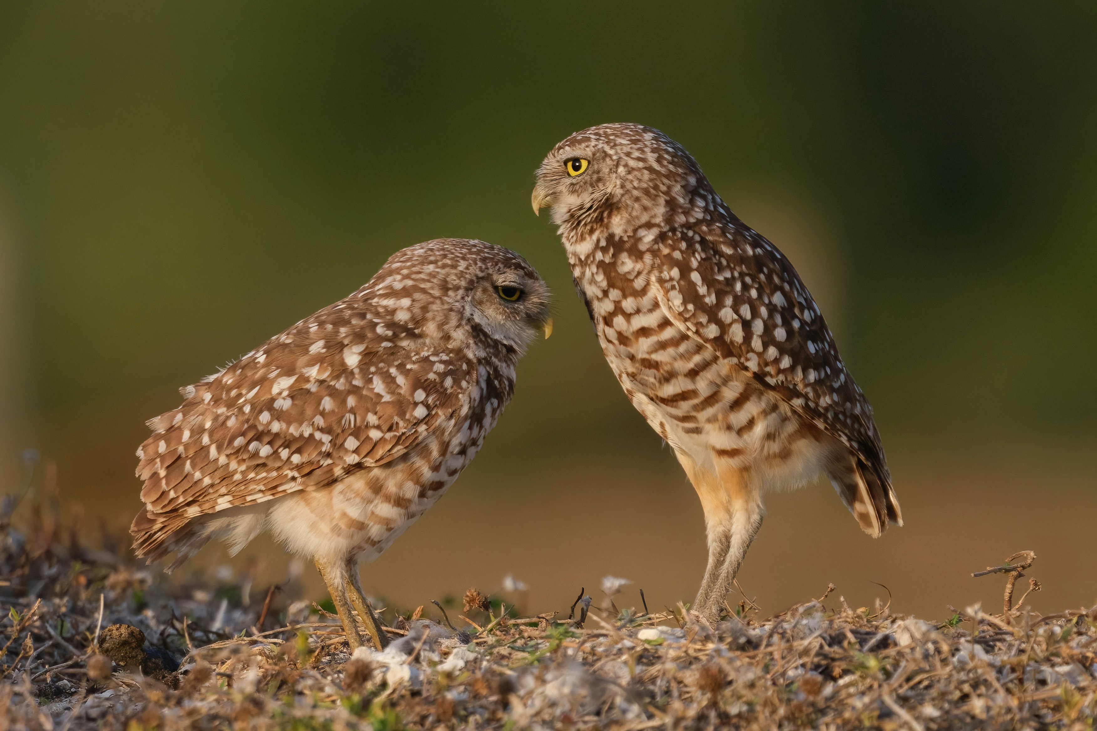 Two Burrowing Owls Share a Quiet Moment on Bare Ground